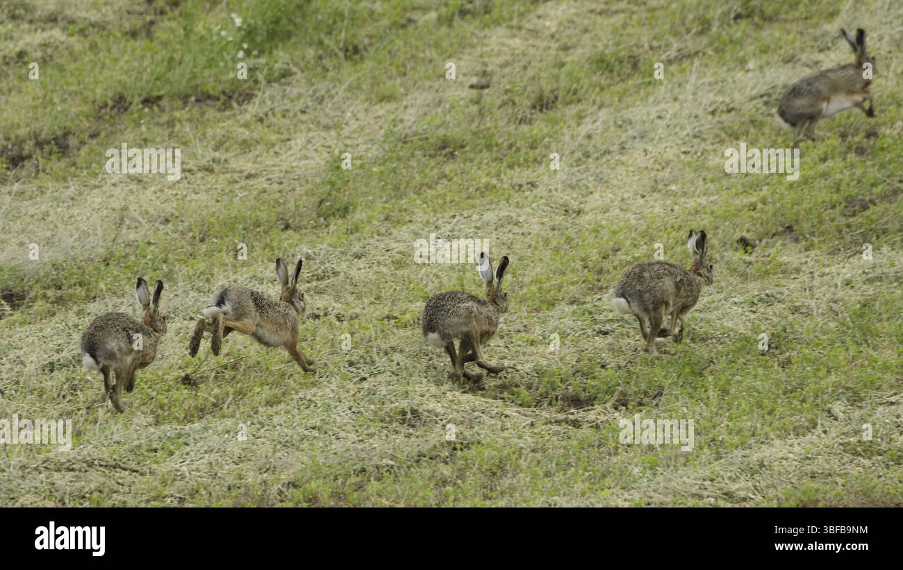 European hare, race (Lepus europaeus Stock Photo - Alamy