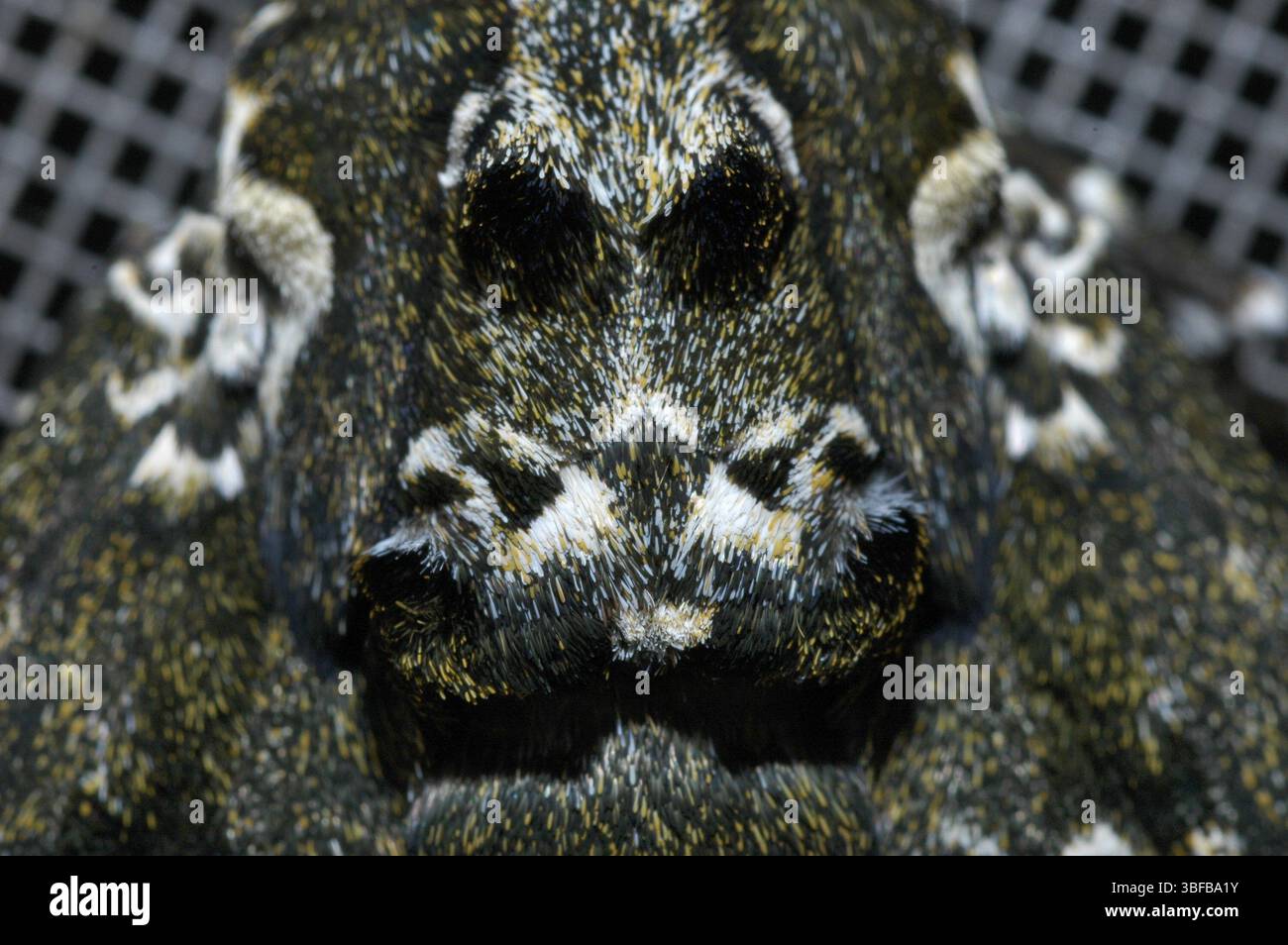 Panama hawkmoth with face (Sphingidae Stock Photo - Alamy