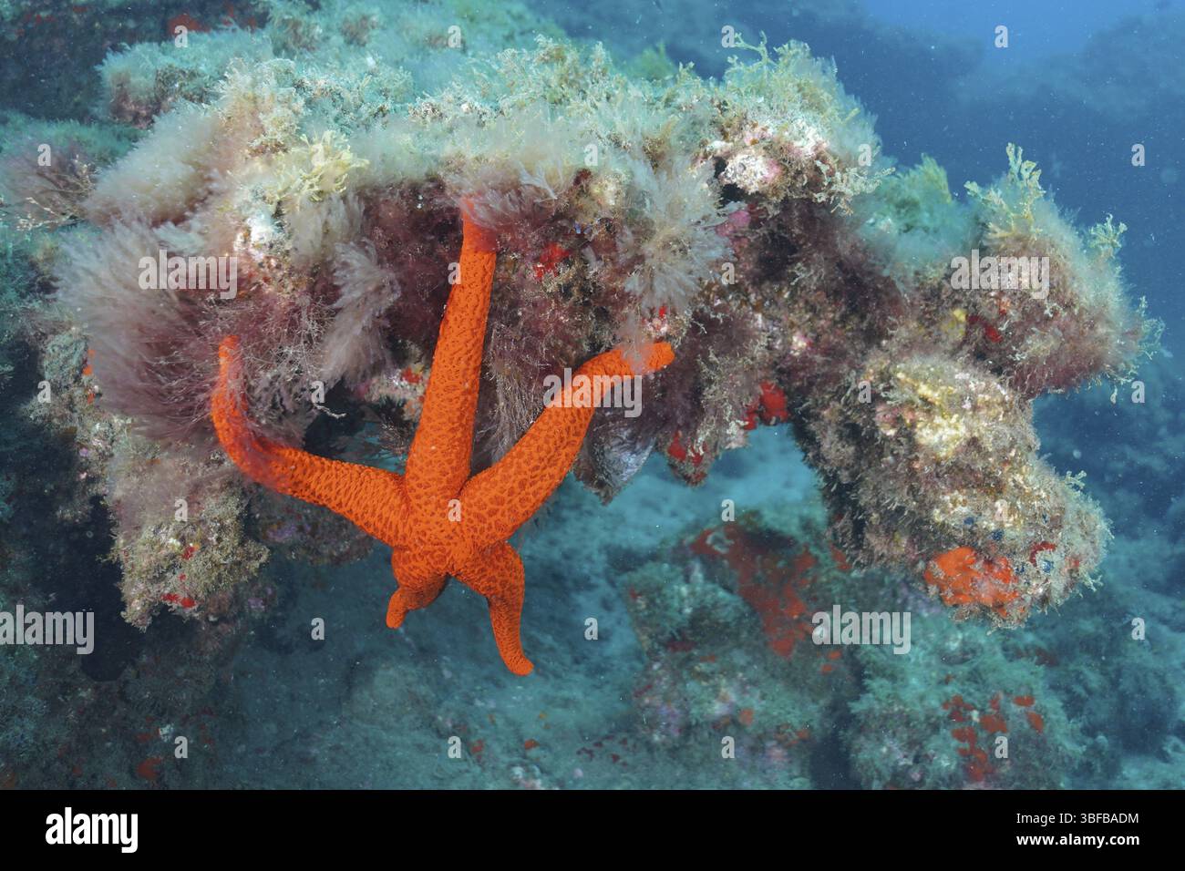 Orange-coloured starfish (Hacelia attenuata Stock Photo - Alamy
