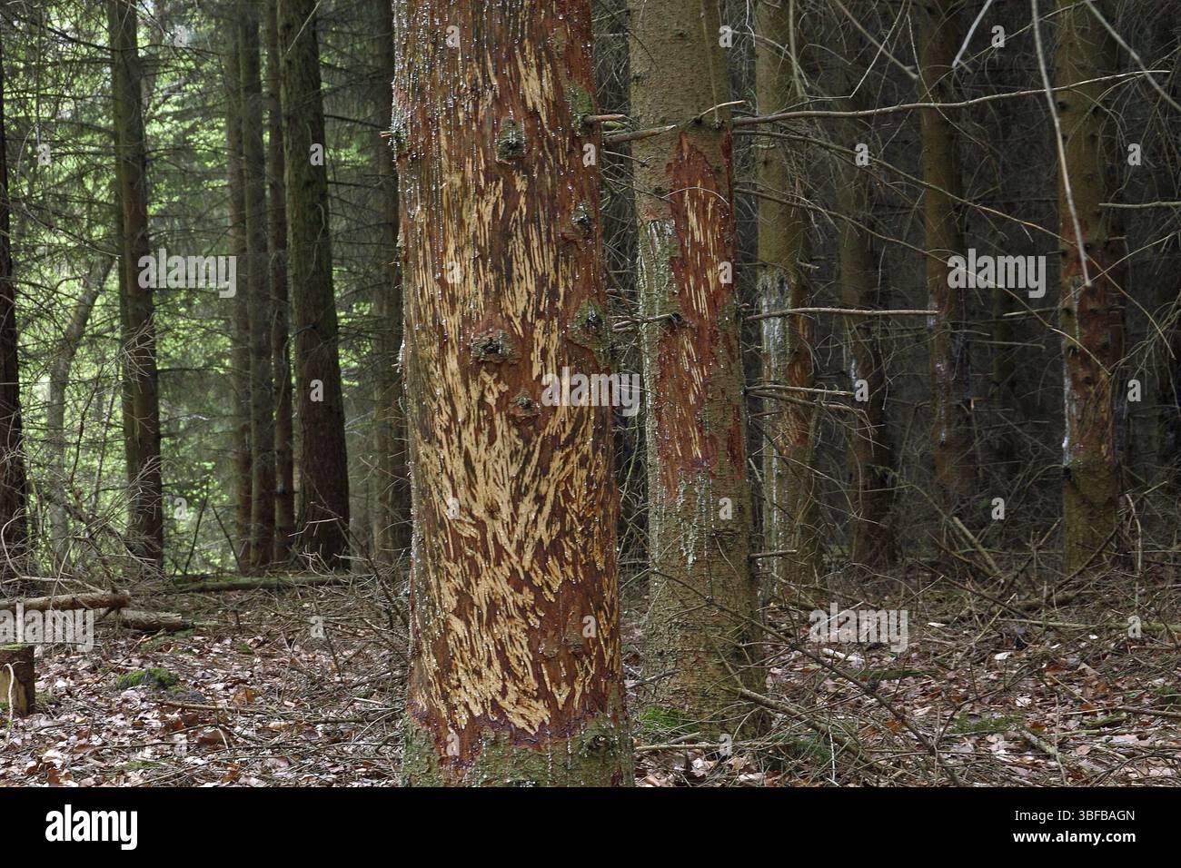 Tree peeling bark disease hi-res stock photography and images - Alamy