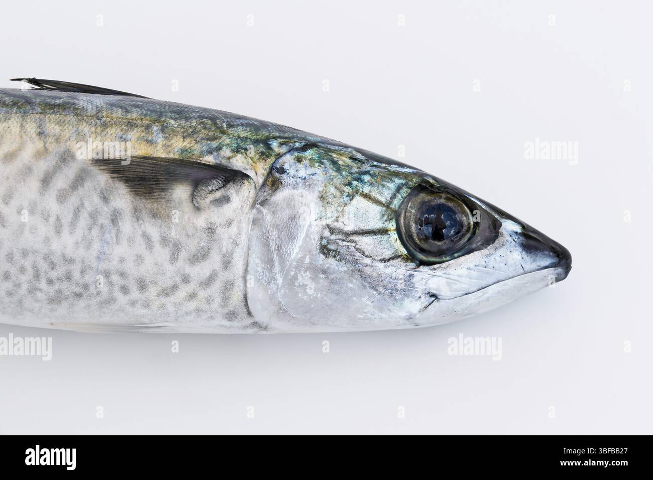 Fish atlantic mackerel scomber hi-res stock photography and images - Alamy