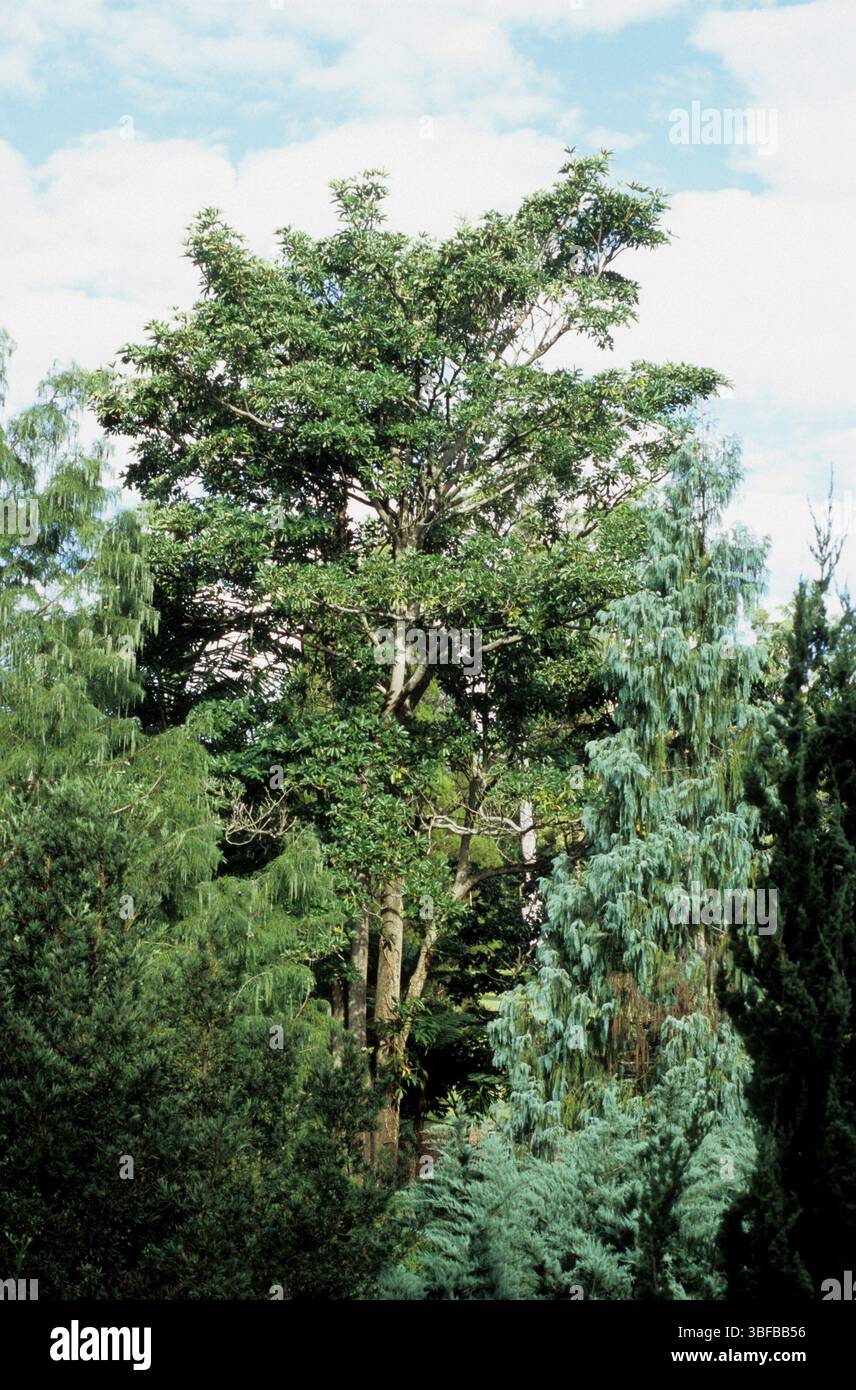 Devil's tree, Alstonia (Alstonia scholaris Stock Photo - Alamy