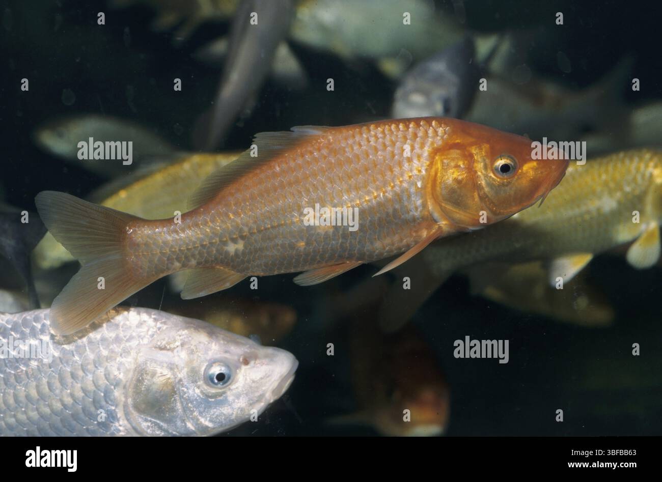 Koi carp (Cyprinus carpio carpio Stock Photo - Alamy