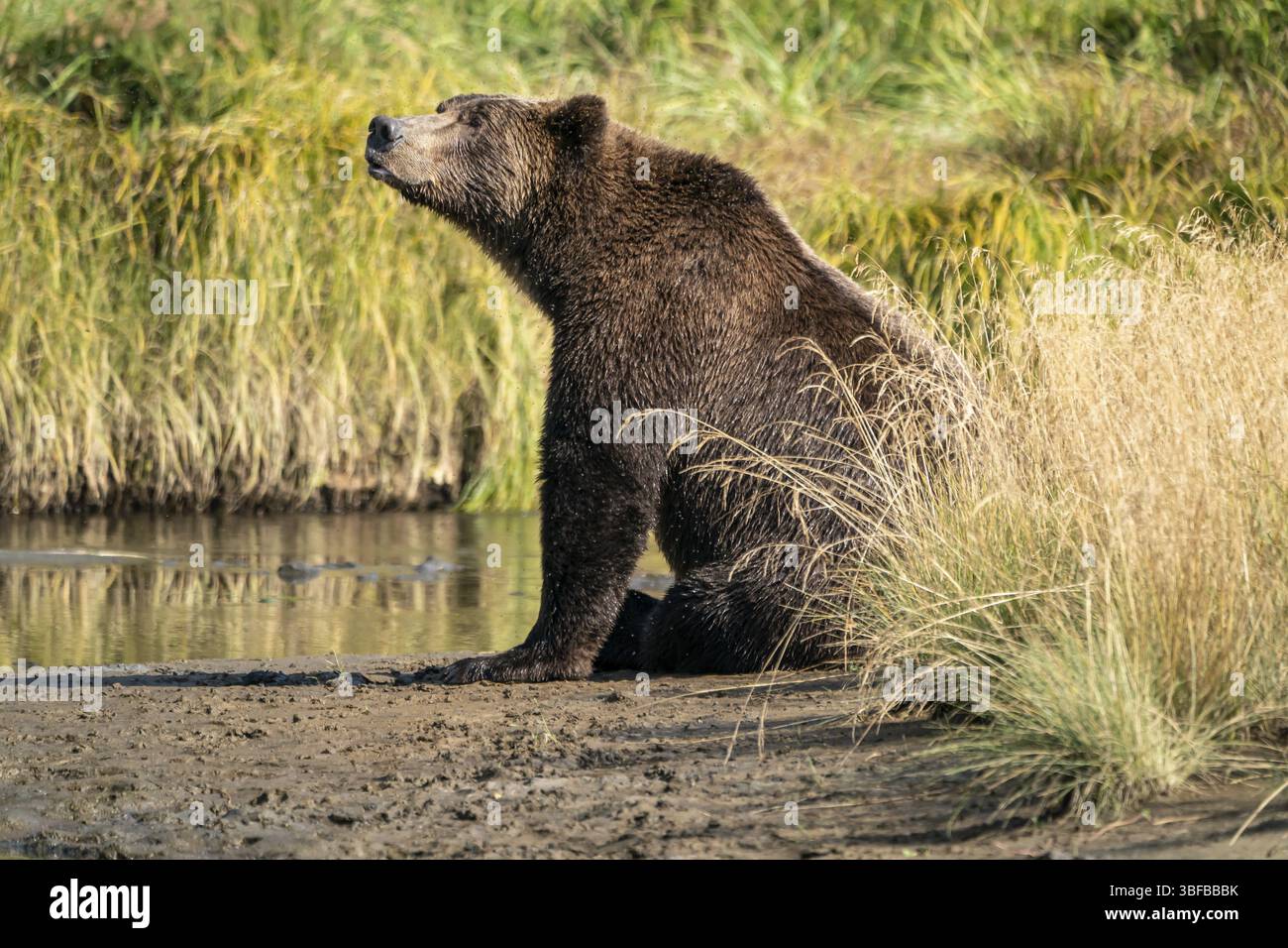 Alaskan grizzly bear (Ursus arctos horribilis Stock Photo - Alamy