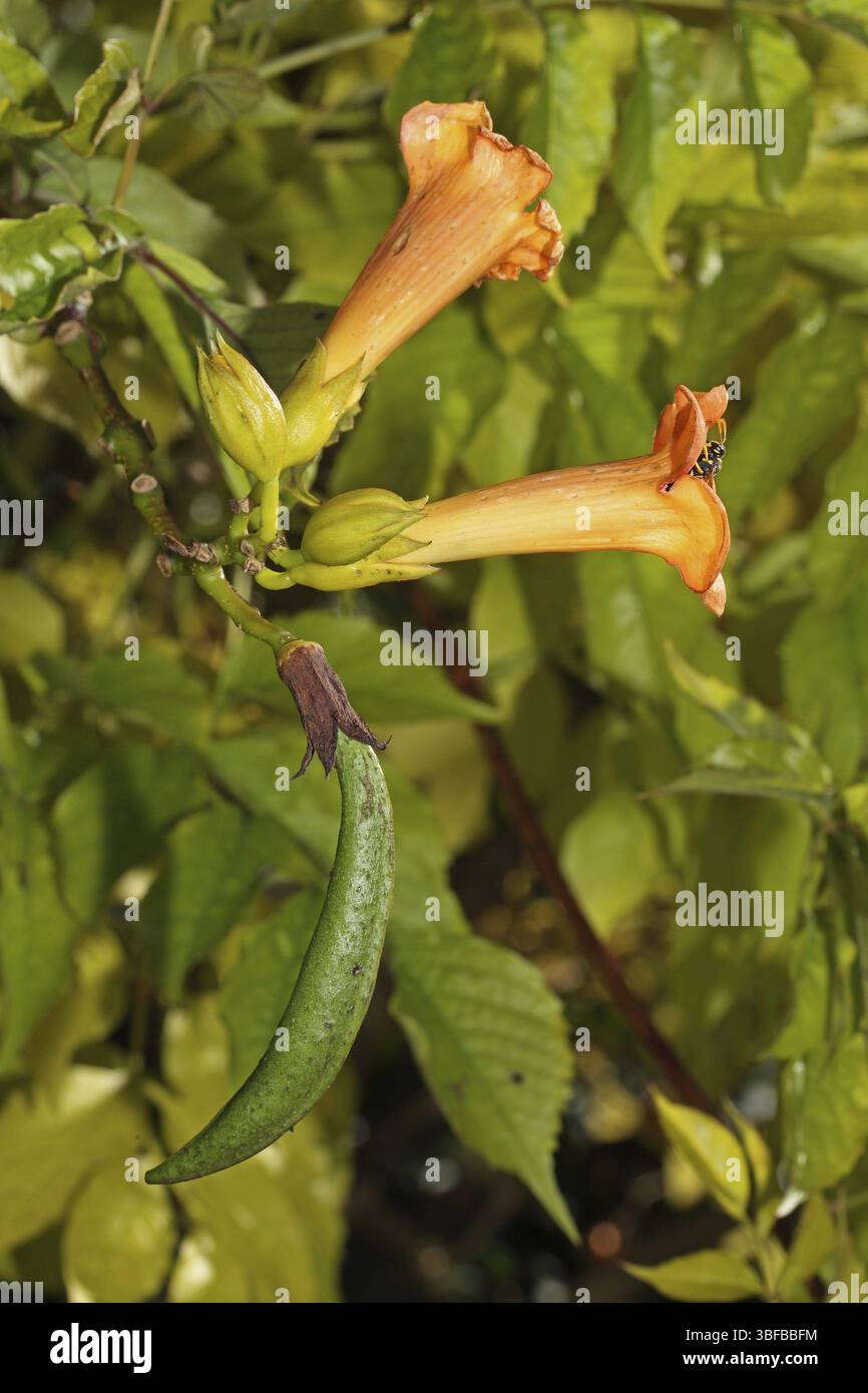 Trumpet vine (Campsis radicans Stock Photo - Alamy