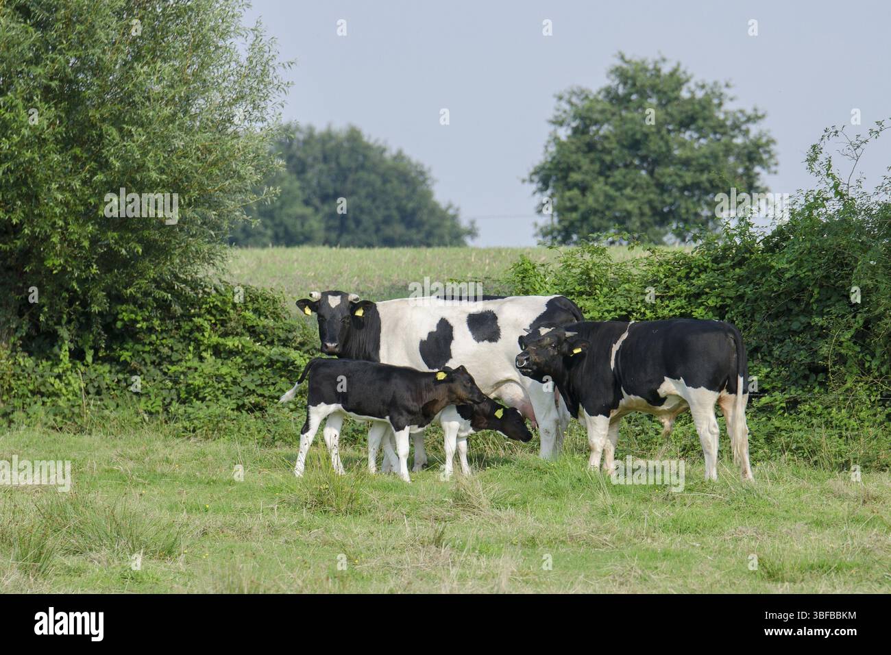 Black and white lowland cattle Stock Photo - Alamy