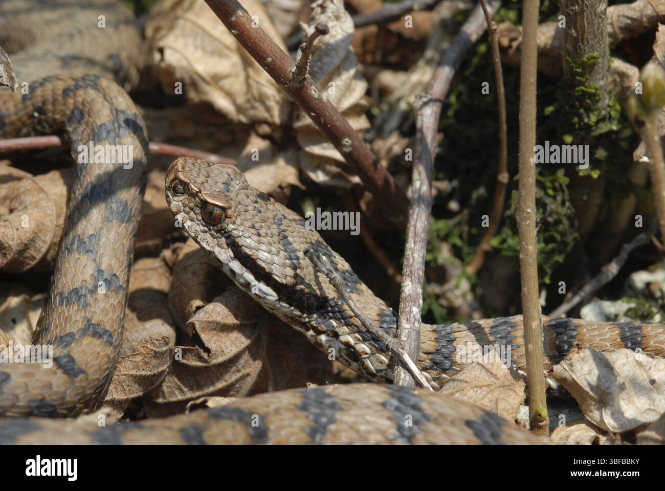 Asp viper (Vipera aspis Stock Photo - Alamy