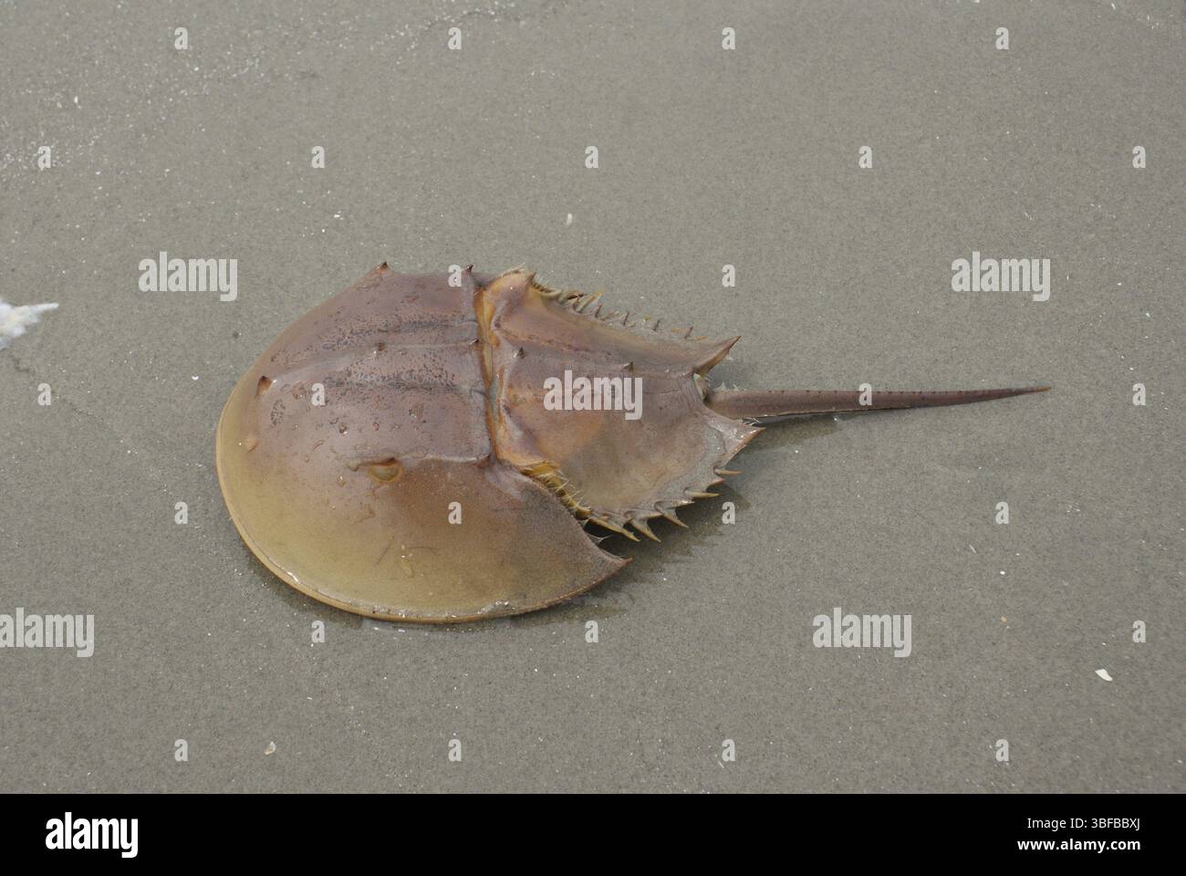 Atlantic horseshoe crab (Limulus polyphemus Stock Photo - Alamy