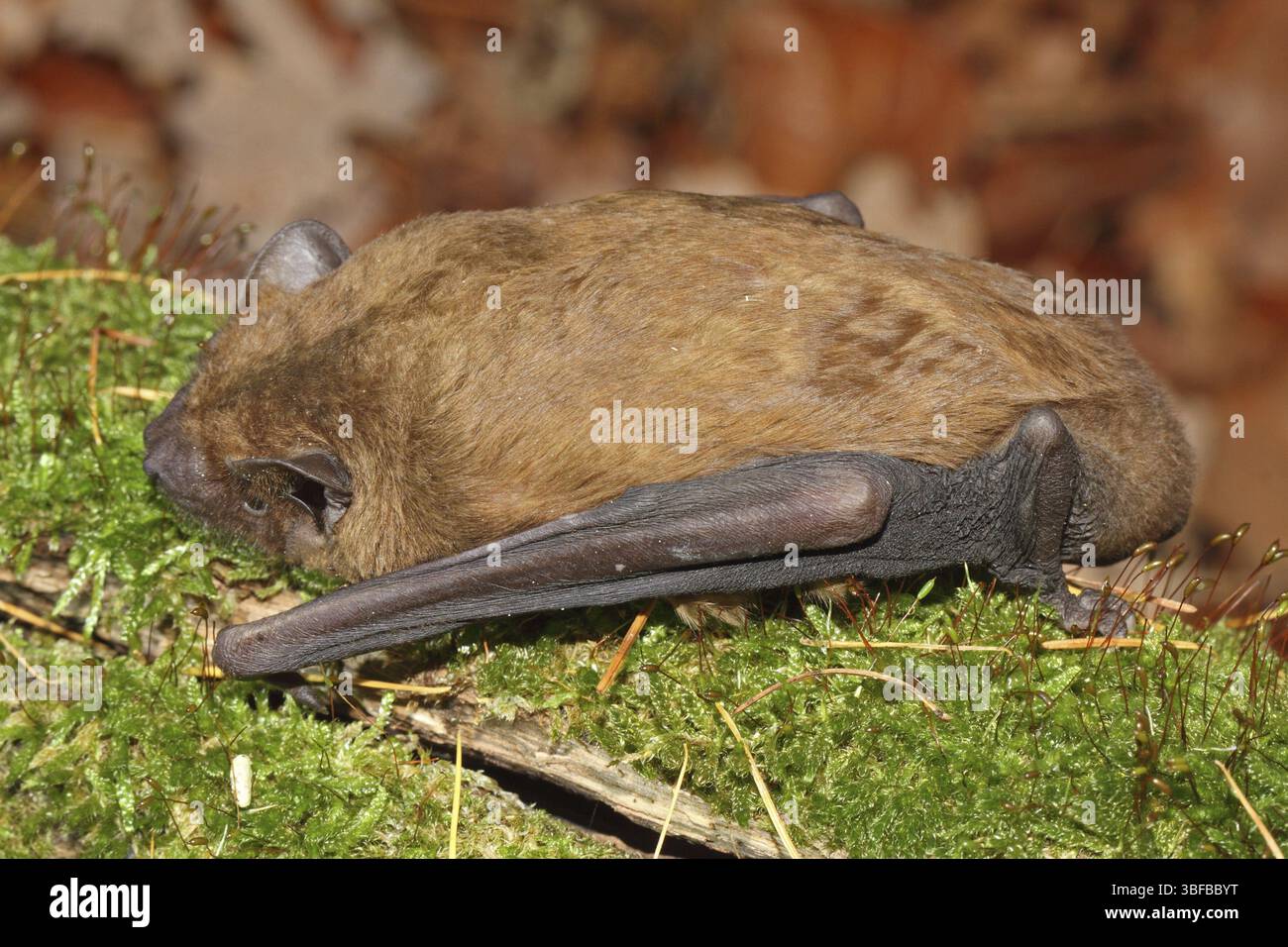 Common noctule (Nyctalus noctula Stock Photo - Alamy