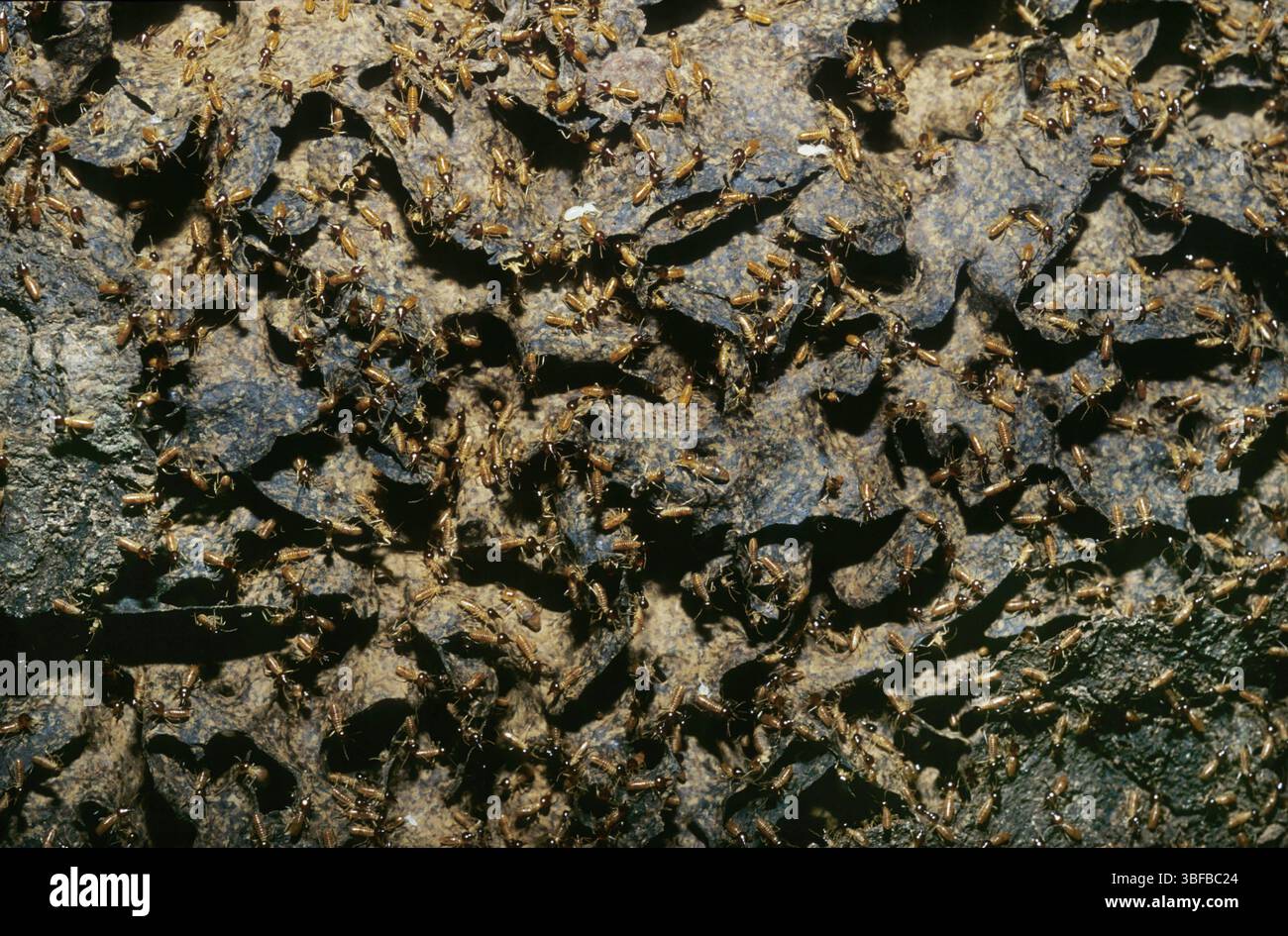 Tree termites (Isoptera Stock Photo - Alamy