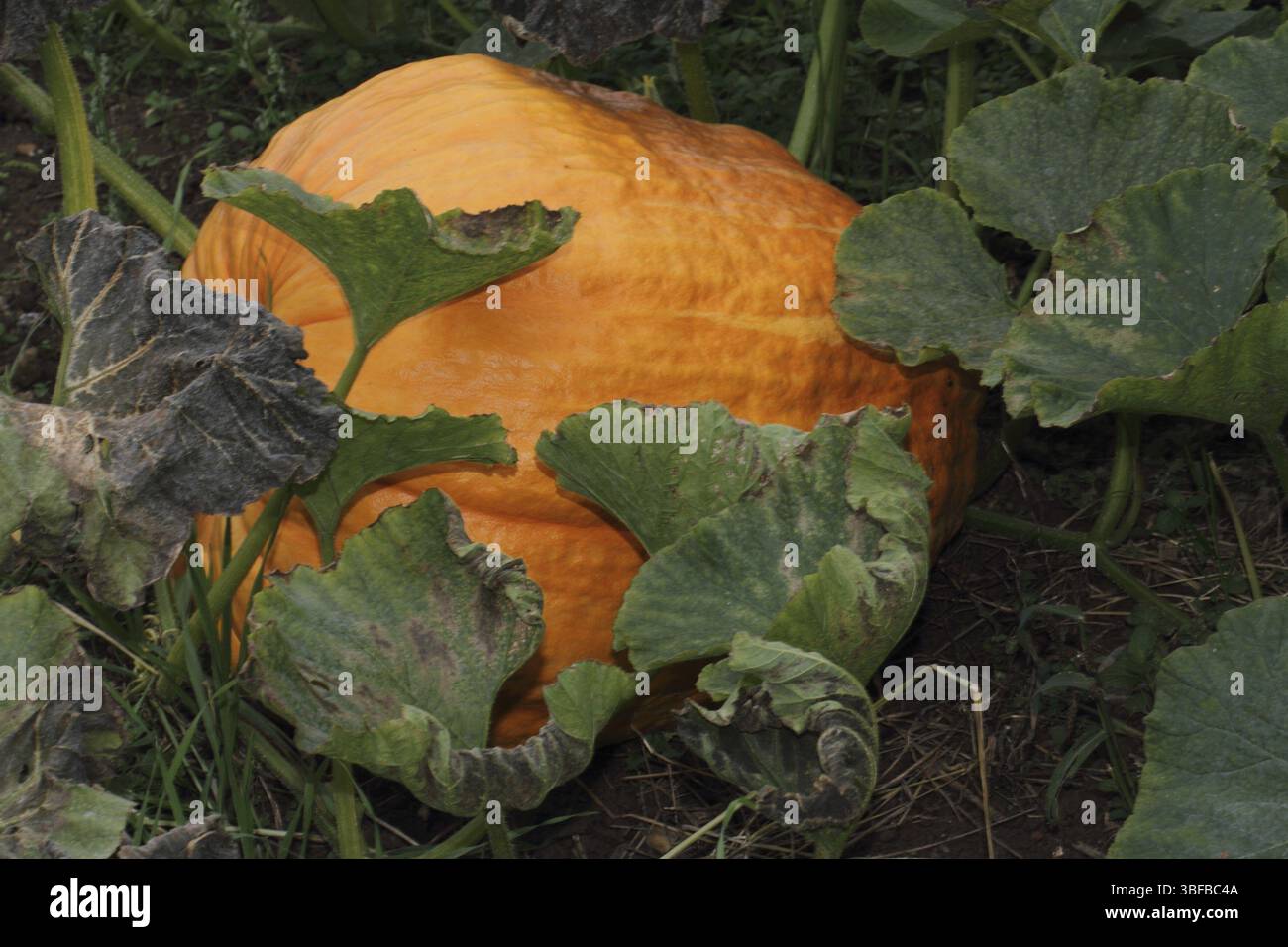 Giant pumpkin (Cucurbita maxima Stock Photo - Alamy