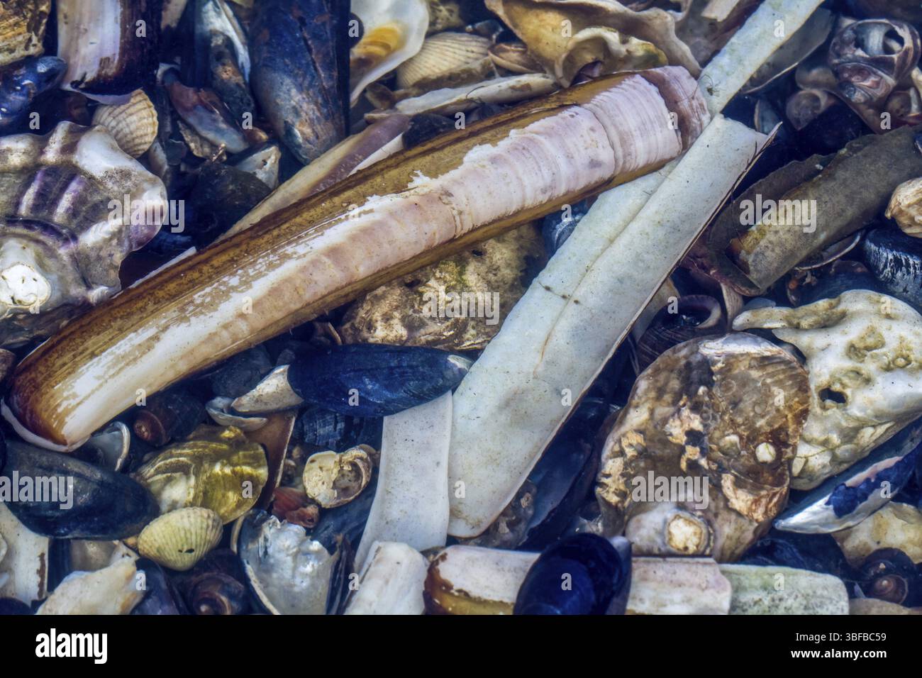 American razor clam (Ensis directus Stock Photo - Alamy