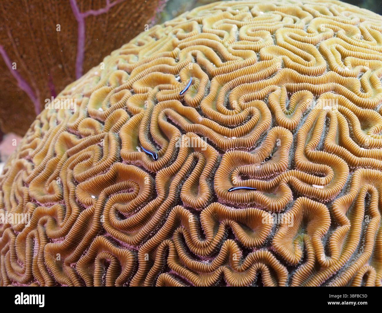 Brain coral (Diploria labyrinthiformis Stock Photo - Alamy