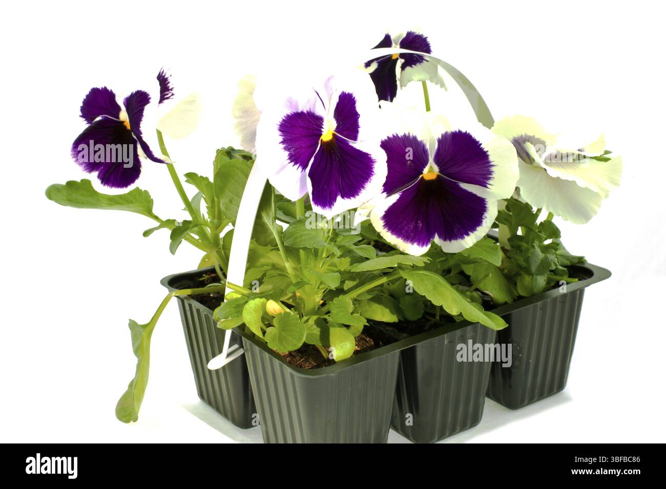 Violet pansy's sprouts in plastic boxes on a white background Stock ...