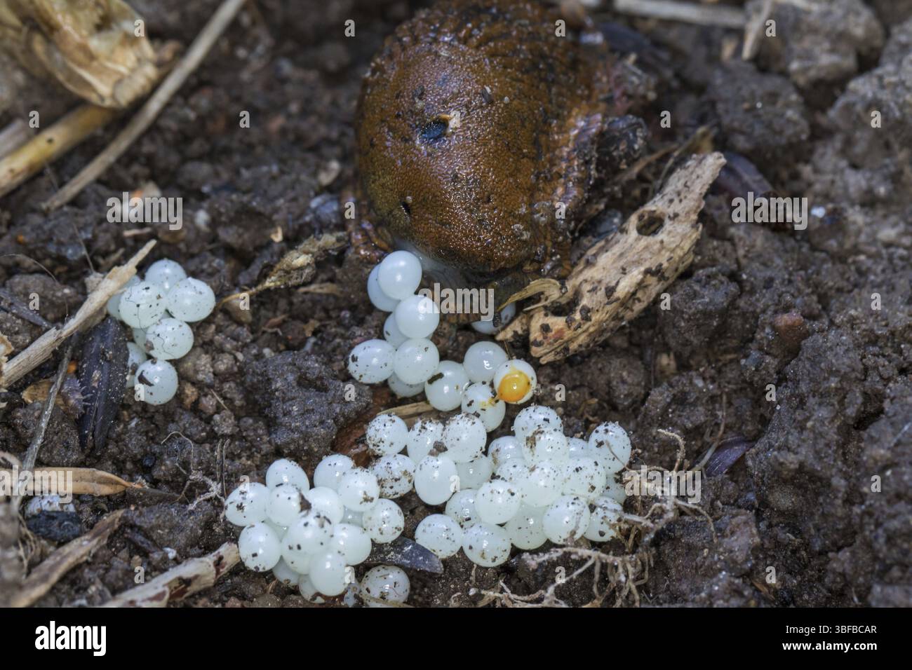 Spanish slug with eggs (Arion vulgaris Stock Photo - Alamy