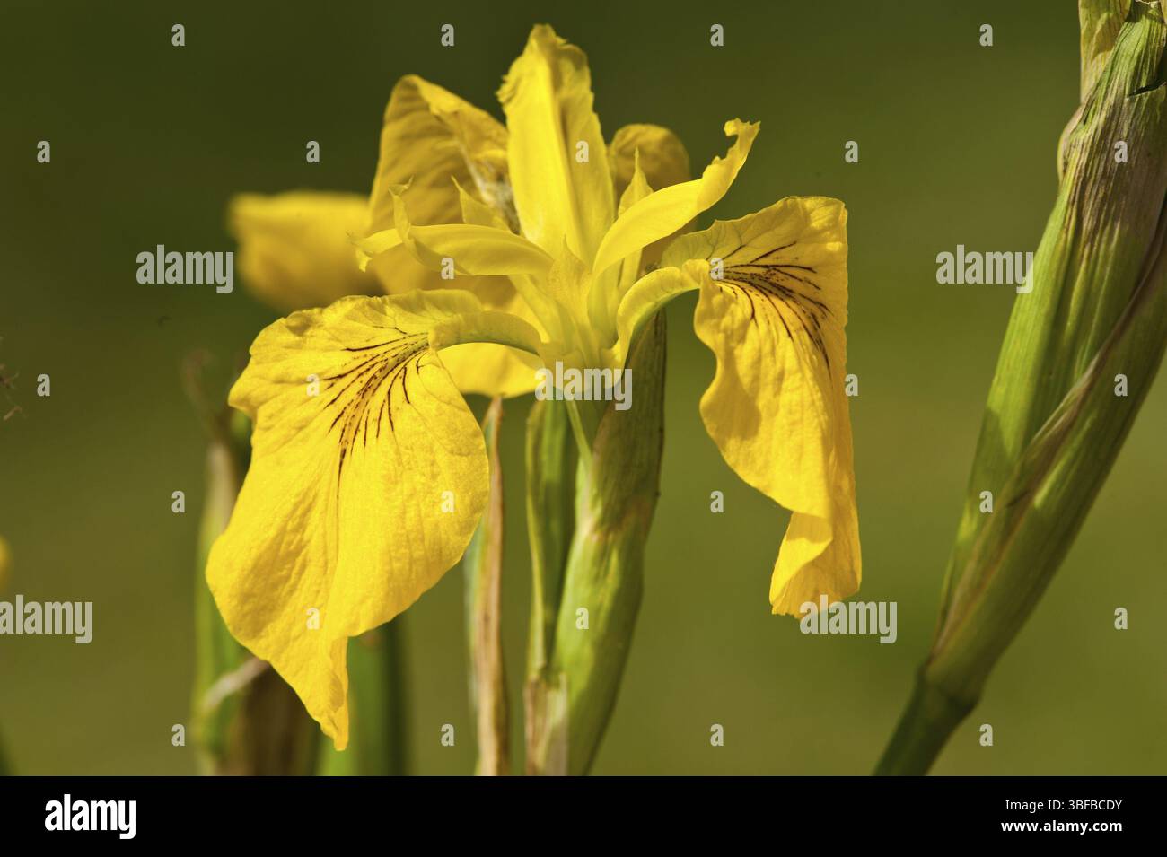 Swamp iris (Iris pseudacorus Stock Photo - Alamy
