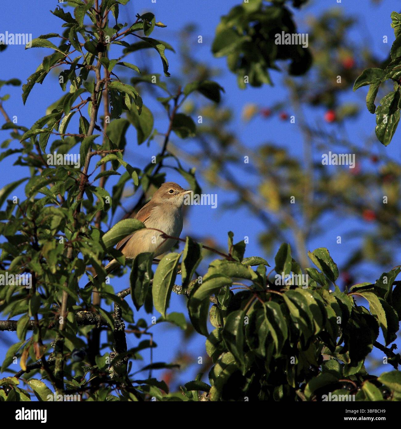 Garden warbler (Sylvia borin Stock Photo - Alamy