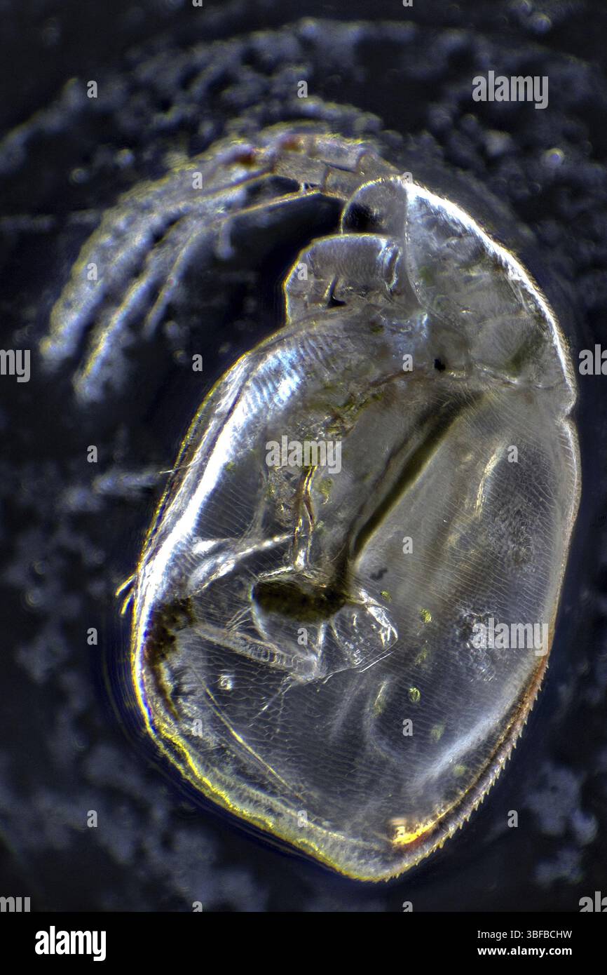 Structures of a water flea (Simocephalus vetulus Stock Photo - Alamy