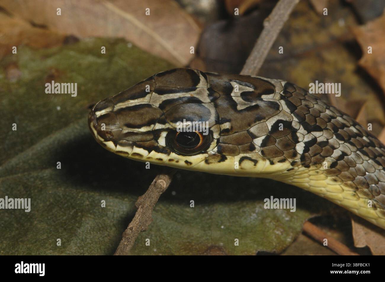 Sudan sand snake (Psammophis sudanensis Stock Photo - Alamy