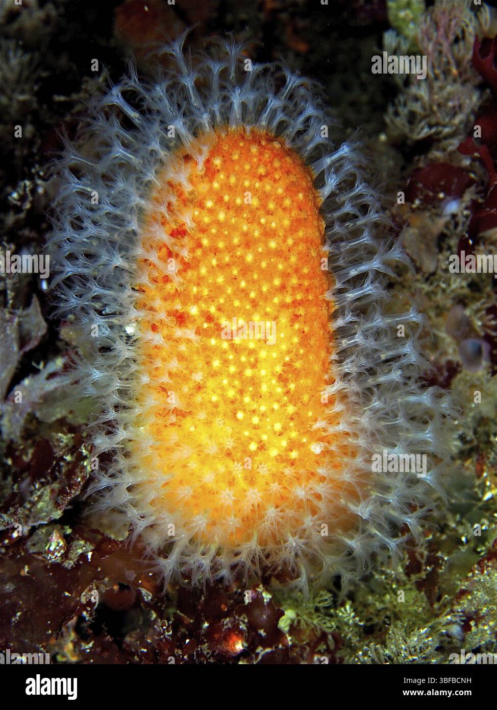 Dead man's hand (Alcyonium digitatum Stock Photo - Alamy