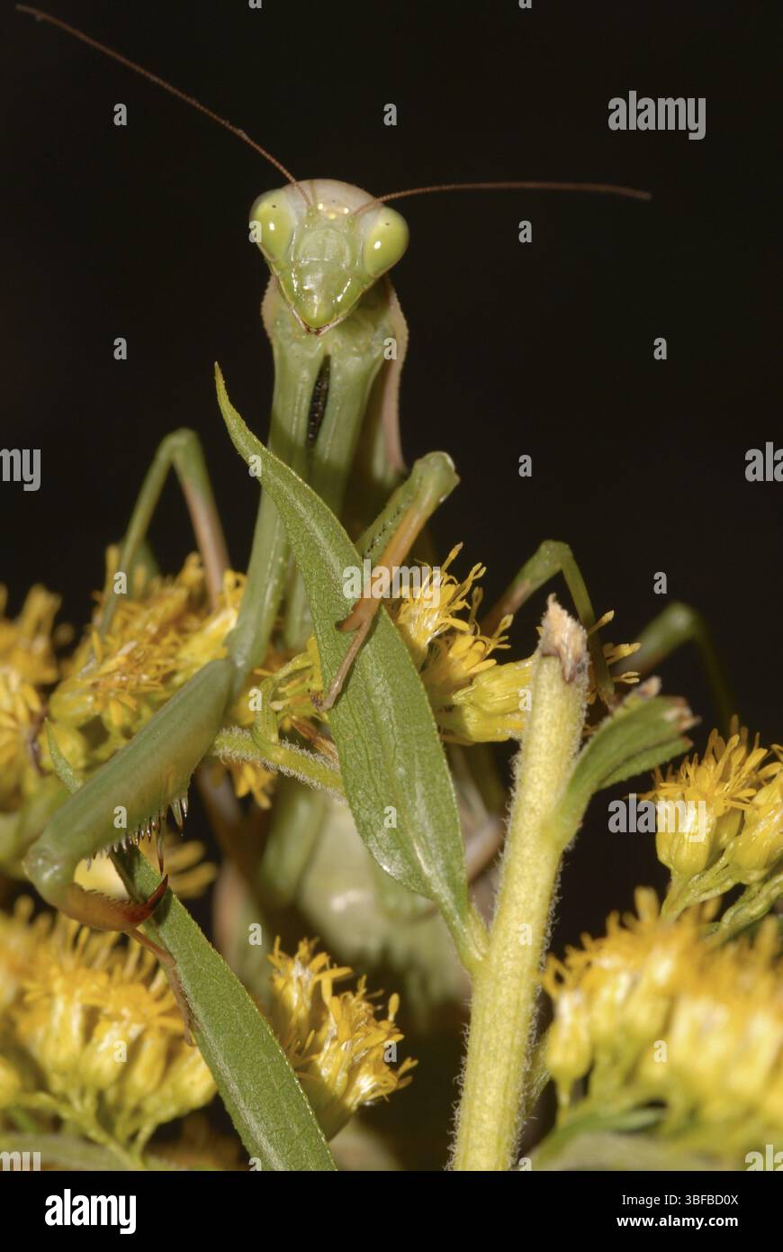 Praying mantis (Mantis religiosa Stock Photo - Alamy