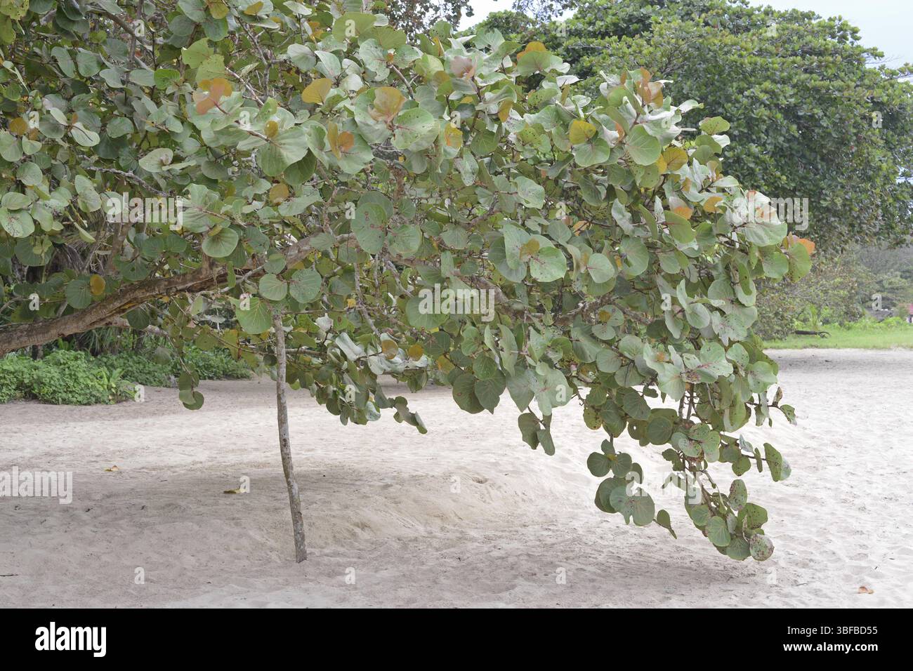 Sea grape tree (Coccoloba uvifera Stock Photo - Alamy