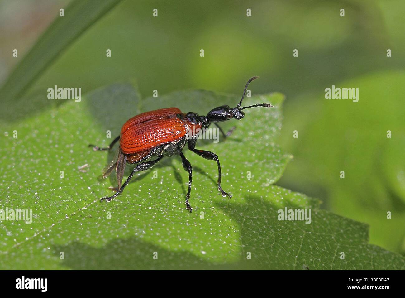 Hazel leaf roller (Apoderus coryli Stock Photo - Alamy