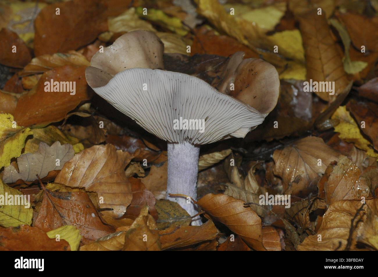 Wood blewit (Lepista nuda Stock Photo - Alamy