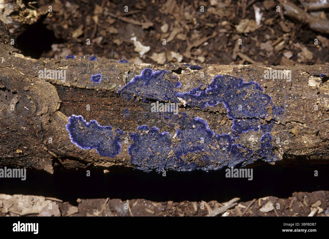 Blue bark fungus (Terana caerulea Stock Photo - Alamy
