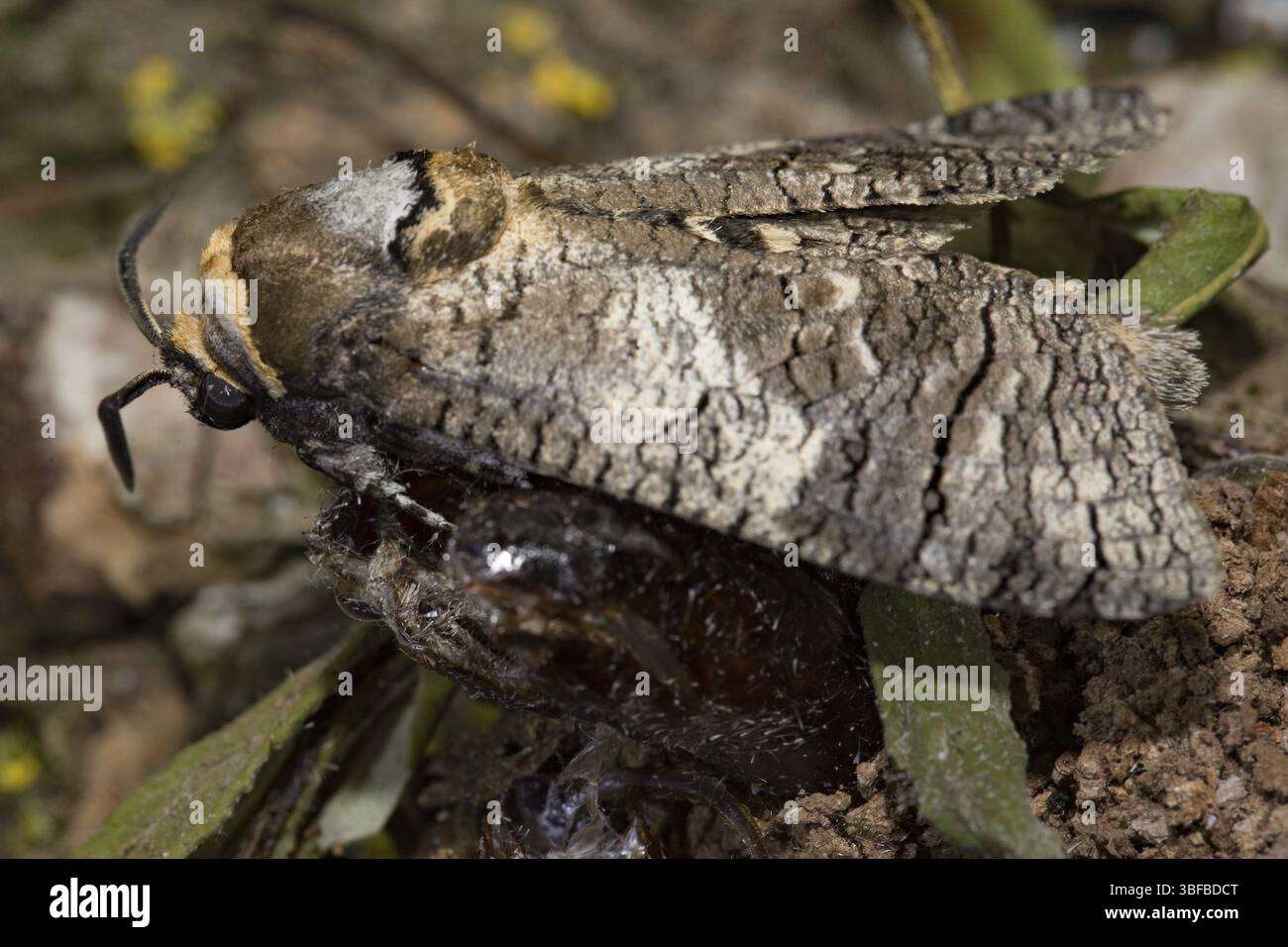 Goat moth cossus cossus pupa hi-res stock photography and images - Alamy