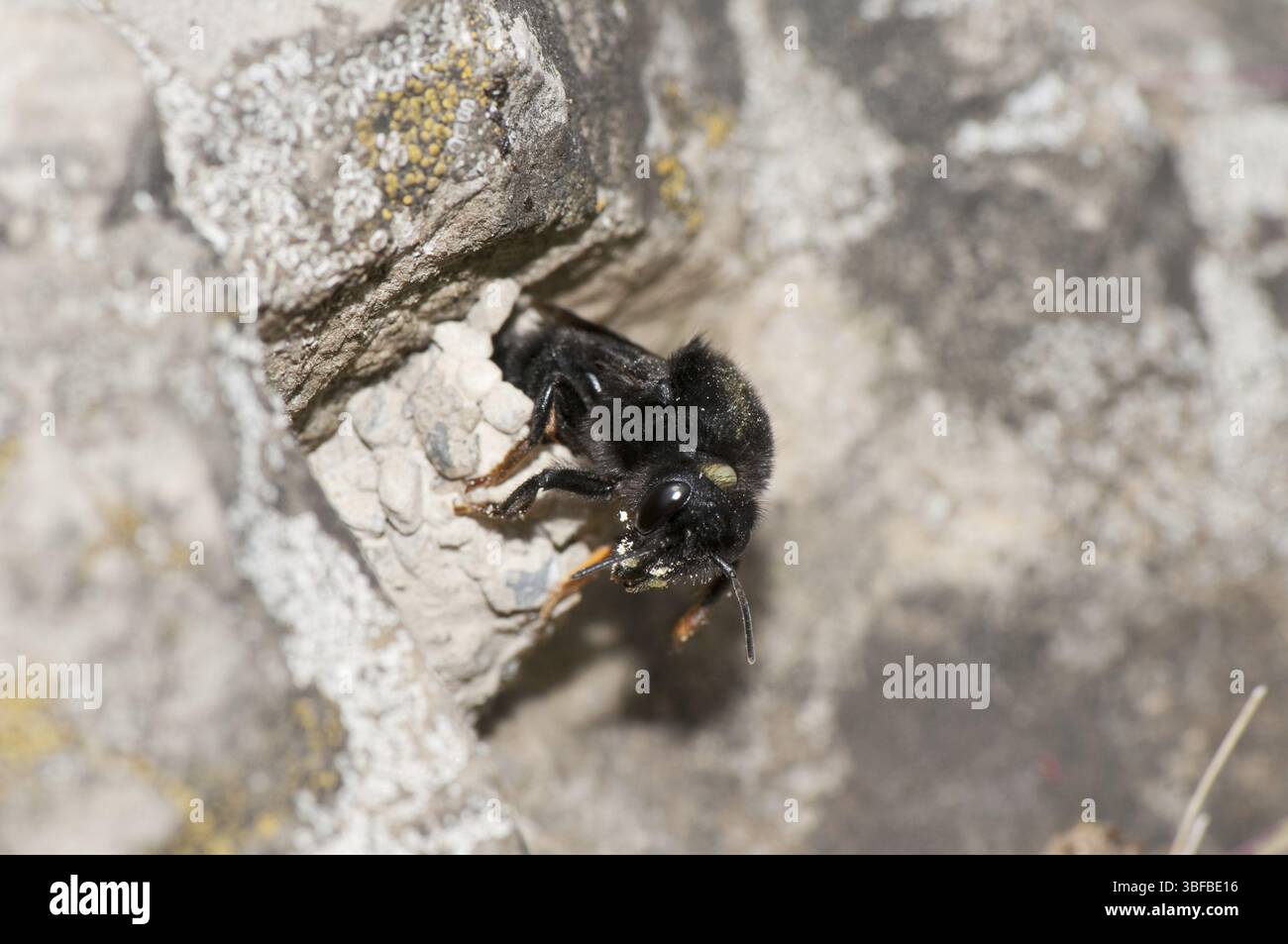 Mortar bee (wall bee, mason bee, mortar bee Stock Photo - Alamy