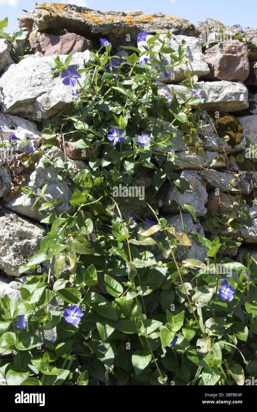 Vinca major plant hi-res stock photography and images - Alamy
