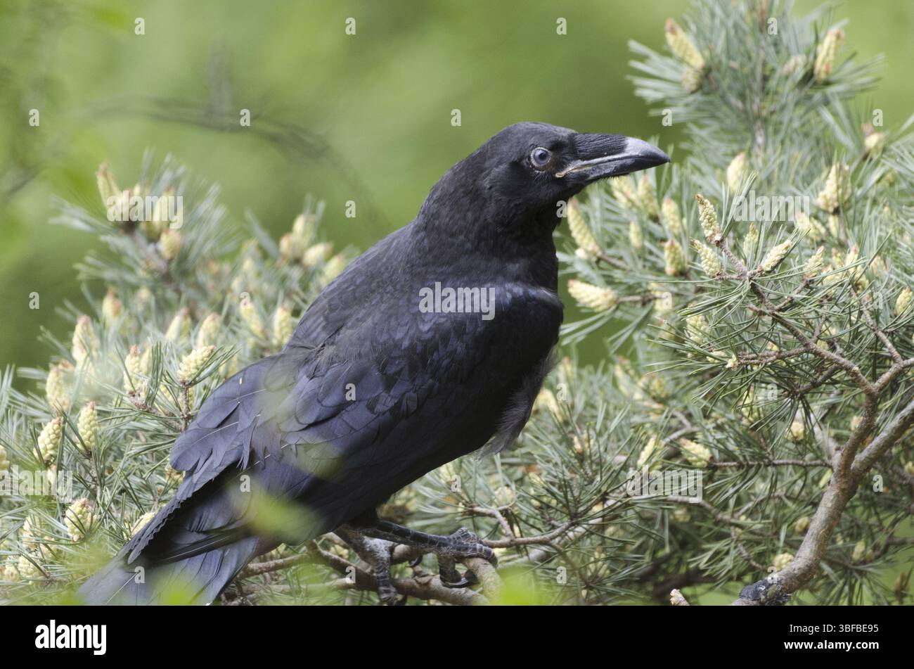 Raven, young bird (Corvus corax Stock Photo - Alamy