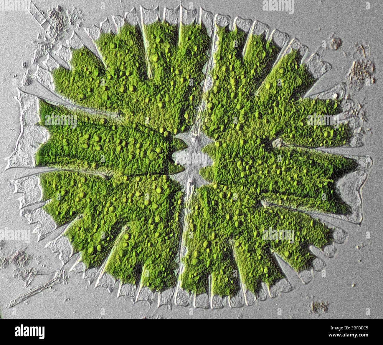 Ornamental algae (Micrasterias rotata Stock Photo - Alamy