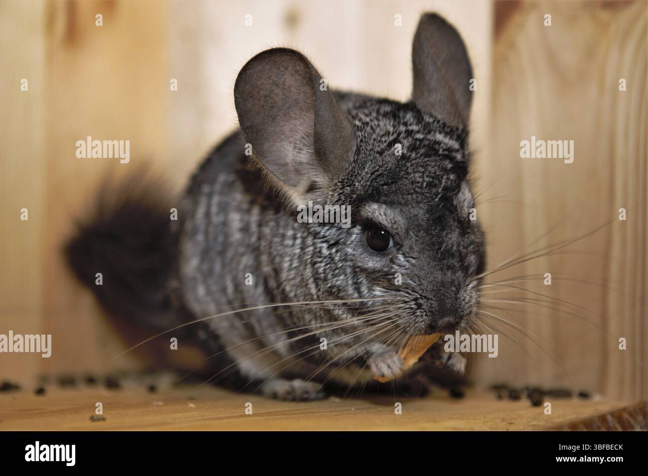 Chinchilla (Chinchilla lanigera Stock Photo - Alamy