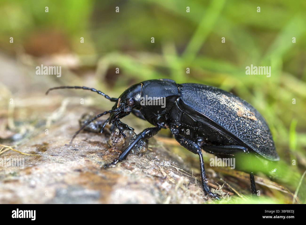 Leatherback beetle feeding Stock Photo - Alamy
