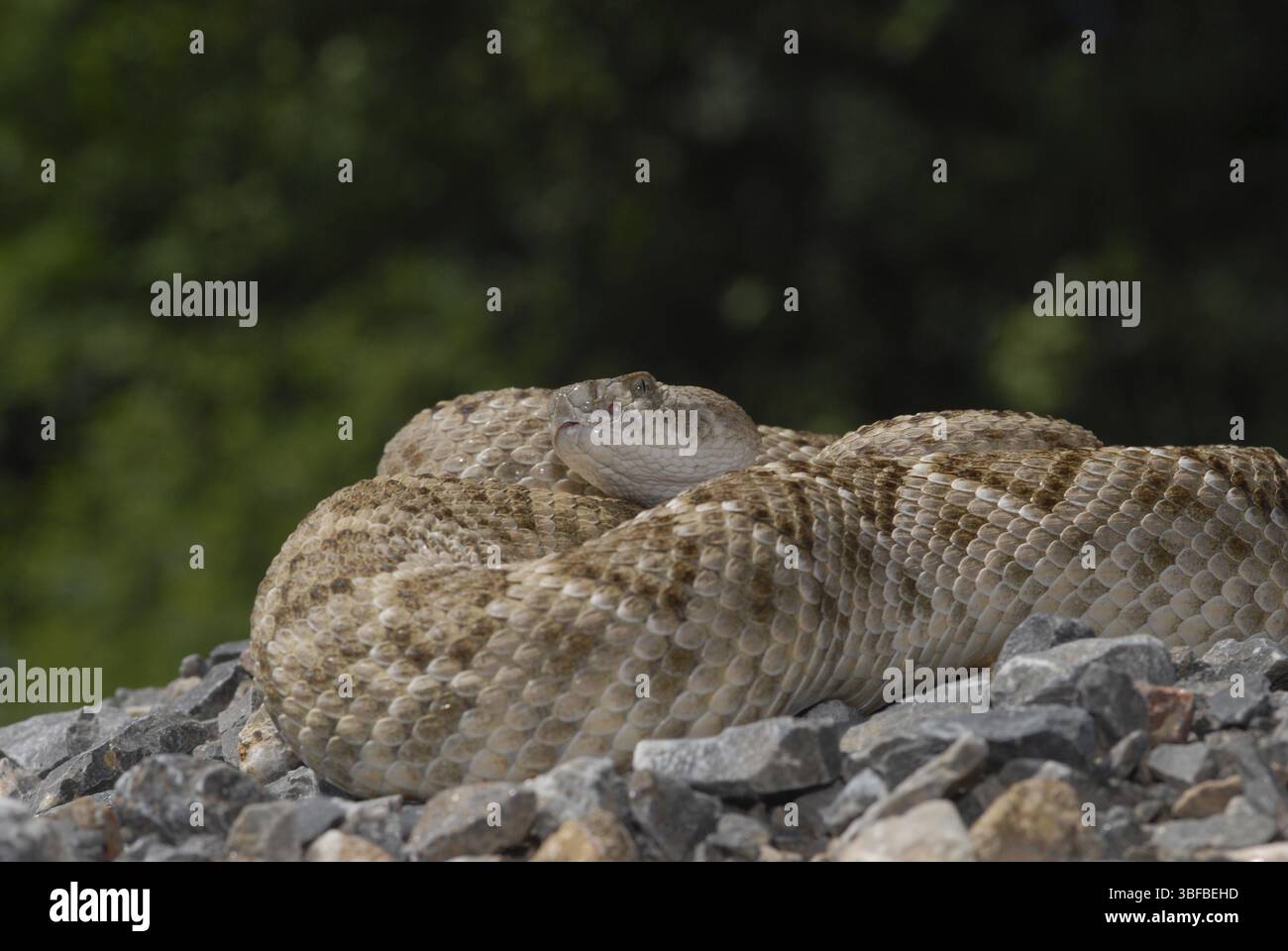 Texas rattlesnake (Crotalus atrox Stock Photo - Alamy