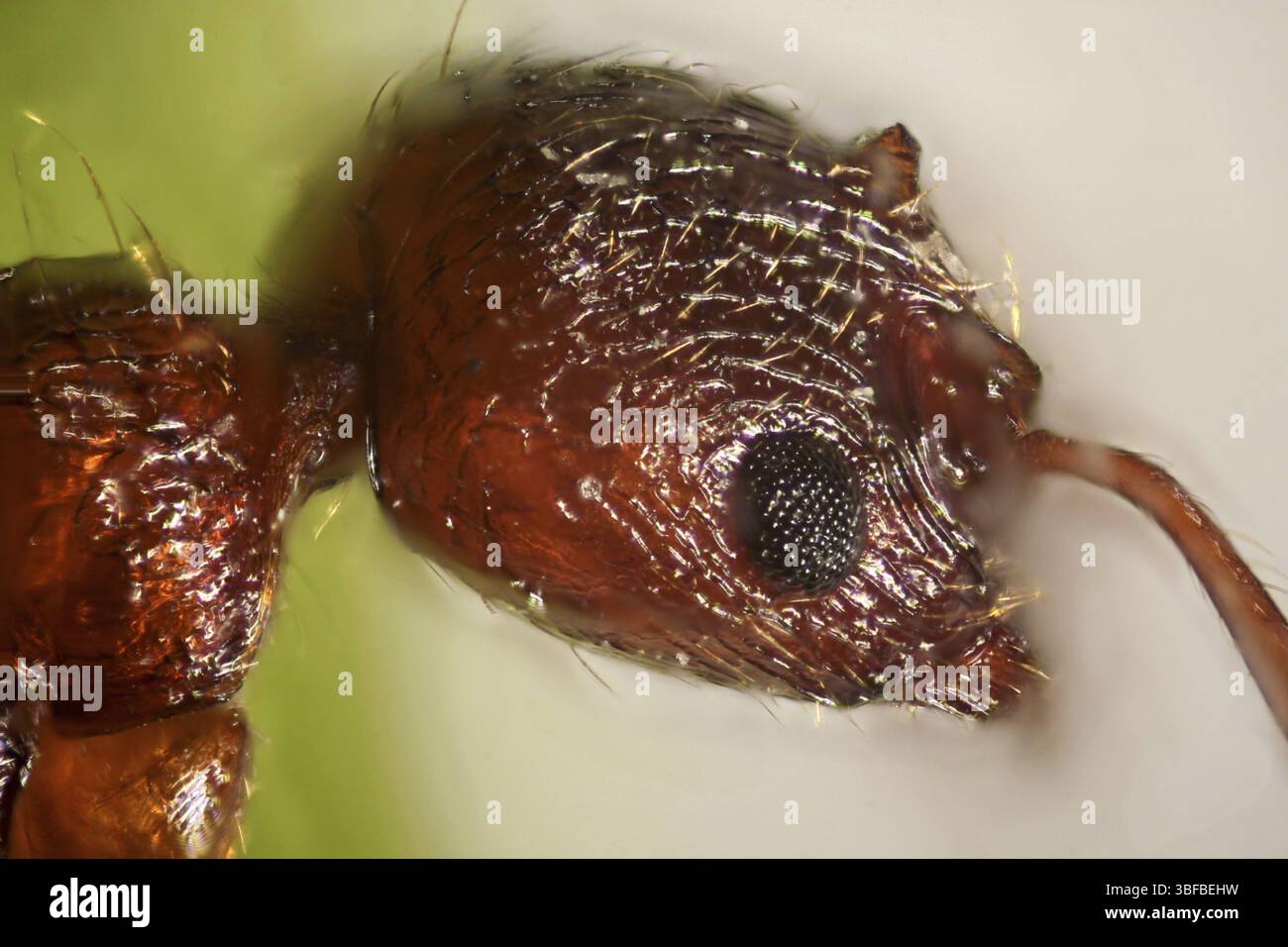 Red ant formicidae myrmica hi-res stock photography and images - Alamy