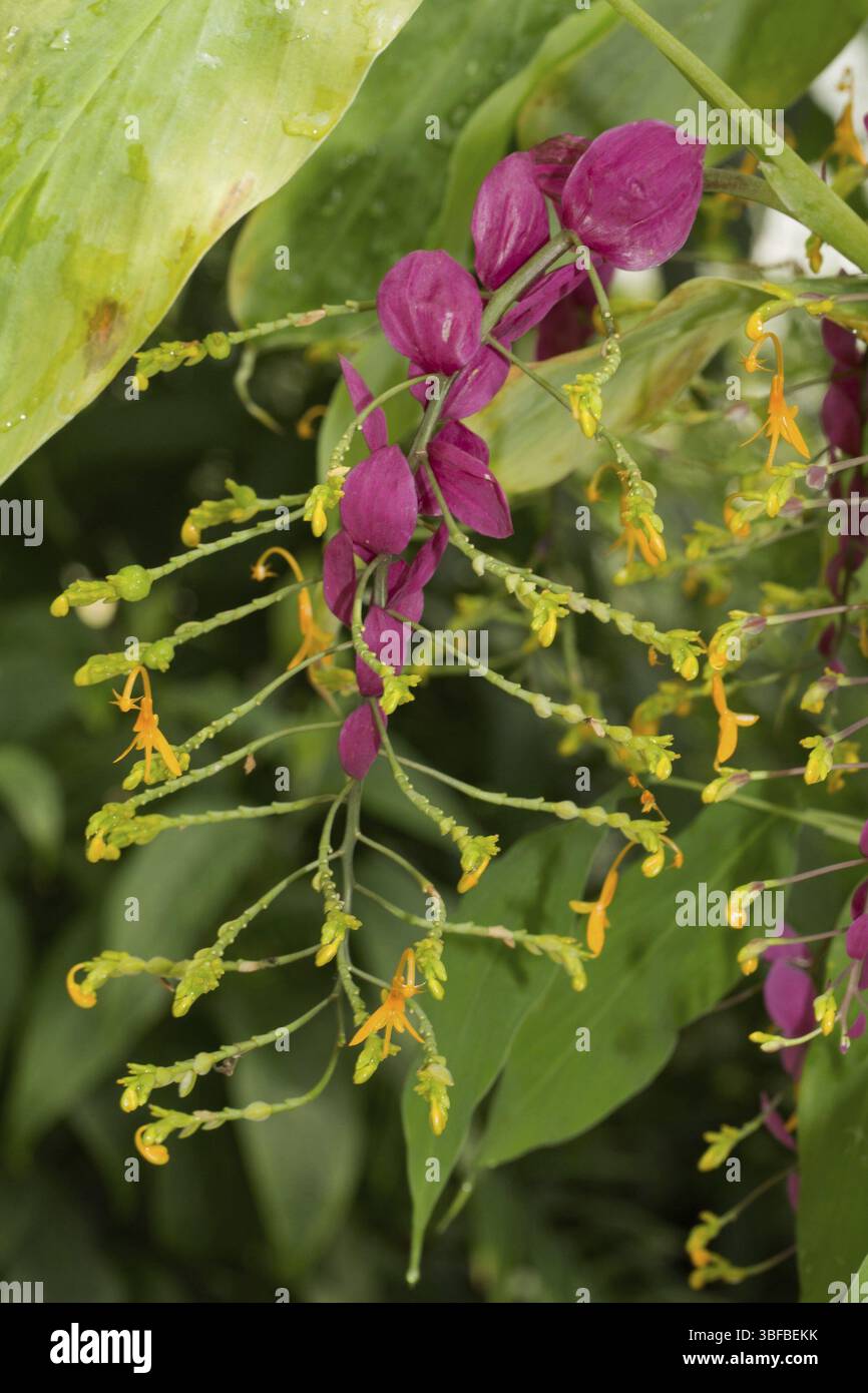 Ornamental ginger (Hedychium gardnerianum Stock Photo - Alamy