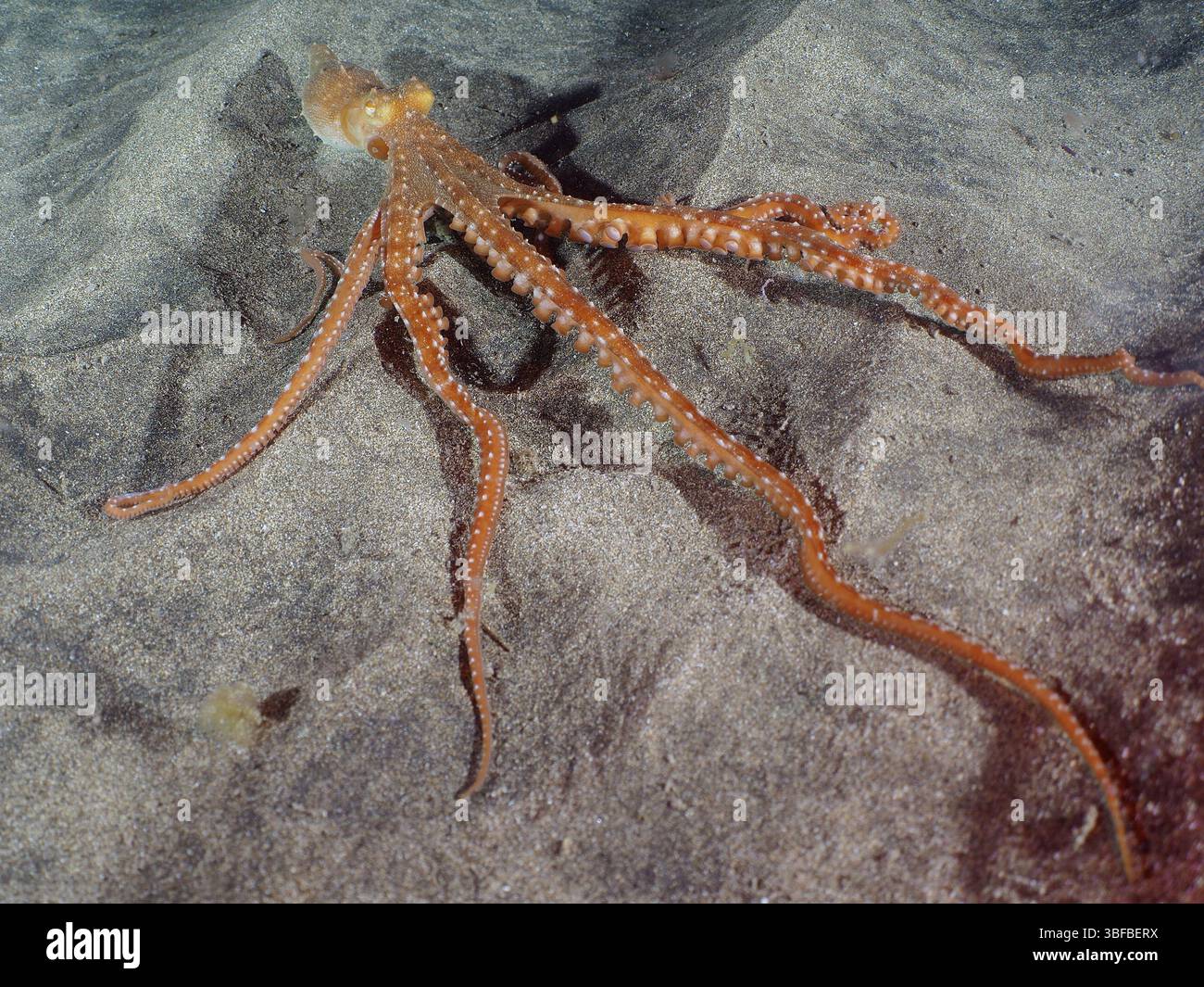 Callistoctopus macropus (Callistoctopus macropus Stock Photo - Alamy