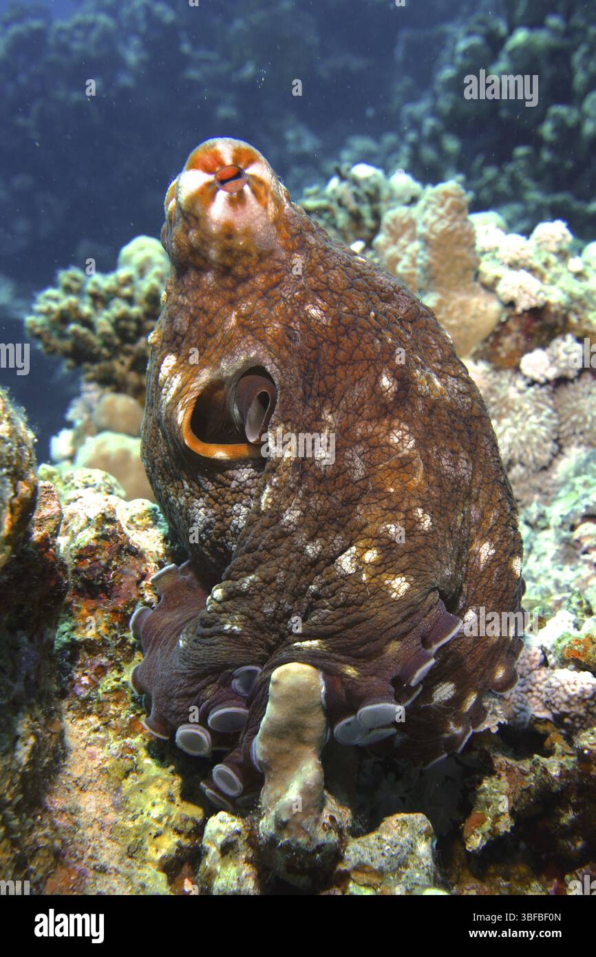 Big blue octopus (Octopus cyaneus Stock Photo - Alamy