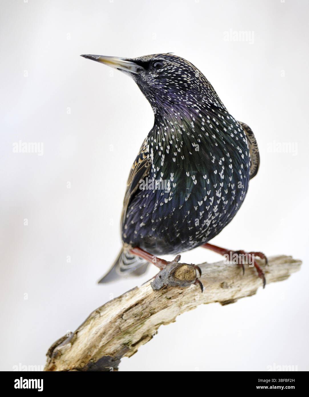 Starling (species) (Sturnus vulgaris Stock Photo - Alamy