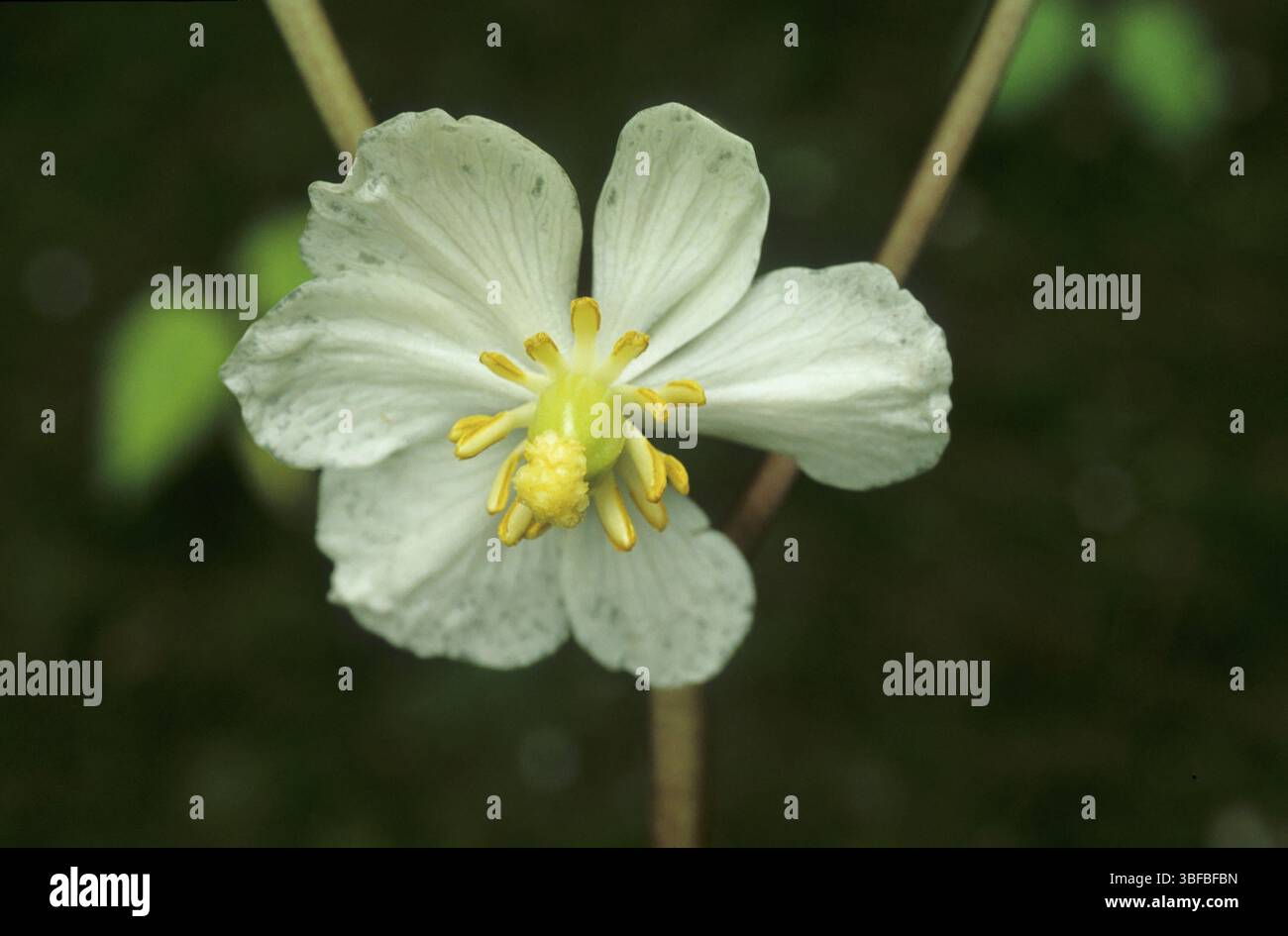Duckfoot, common mayapple (Podophyllum peltatum Stock Photo - Alamy