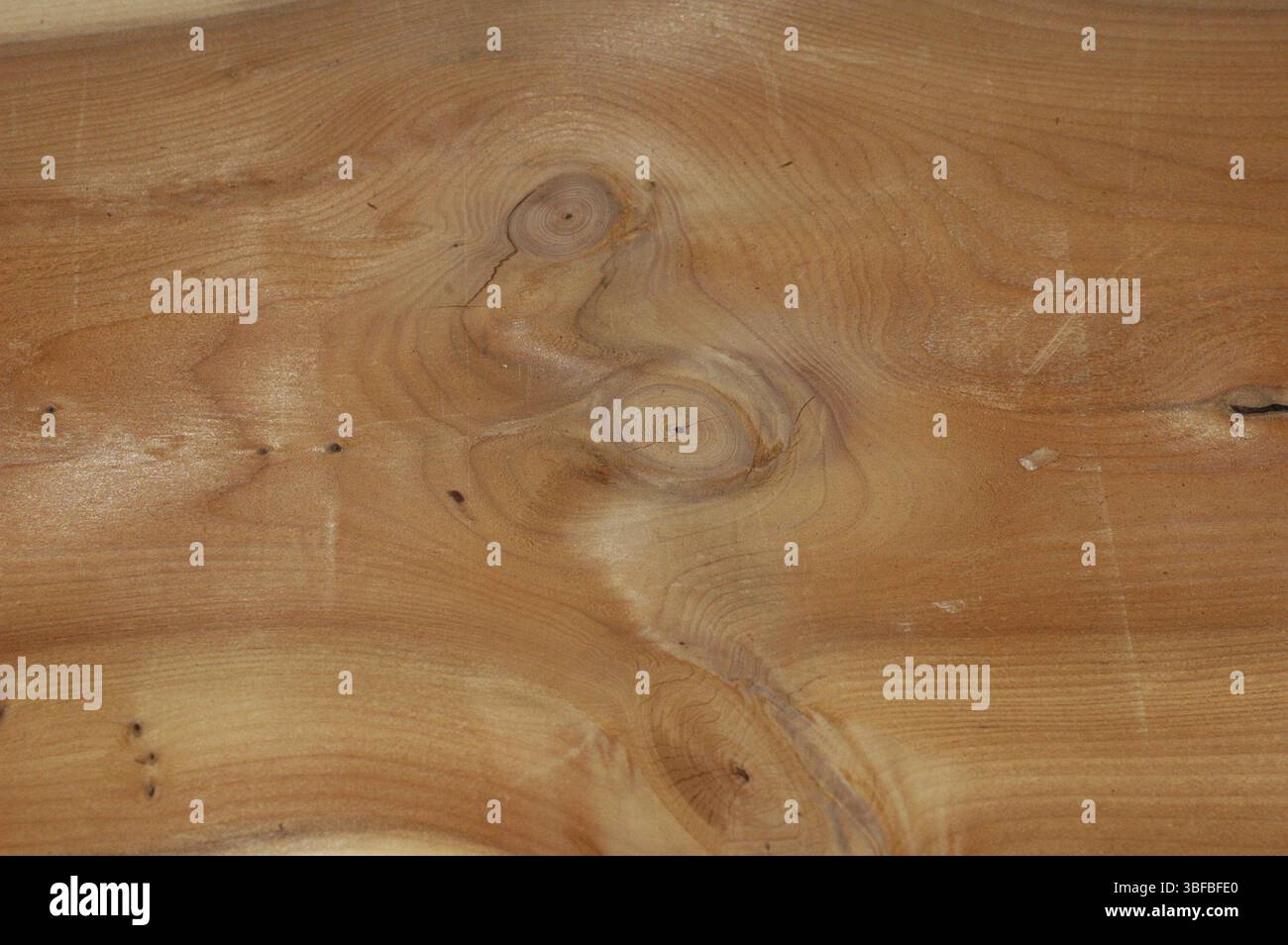 Yew wood (Taxus baccata Stock Photo - Alamy