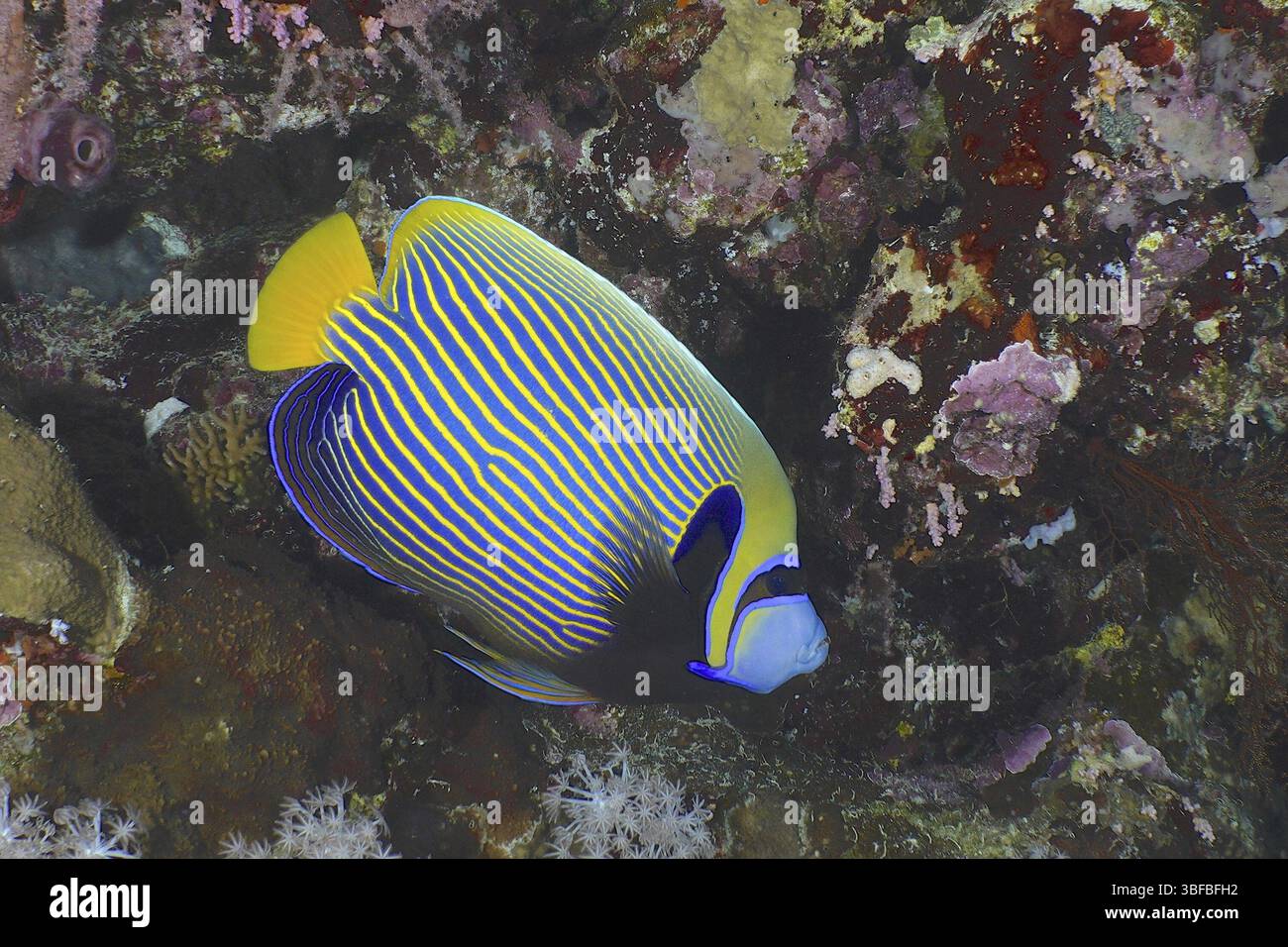 Emperor angelfish (Pomacanthus imperator Stock Photo - Alamy