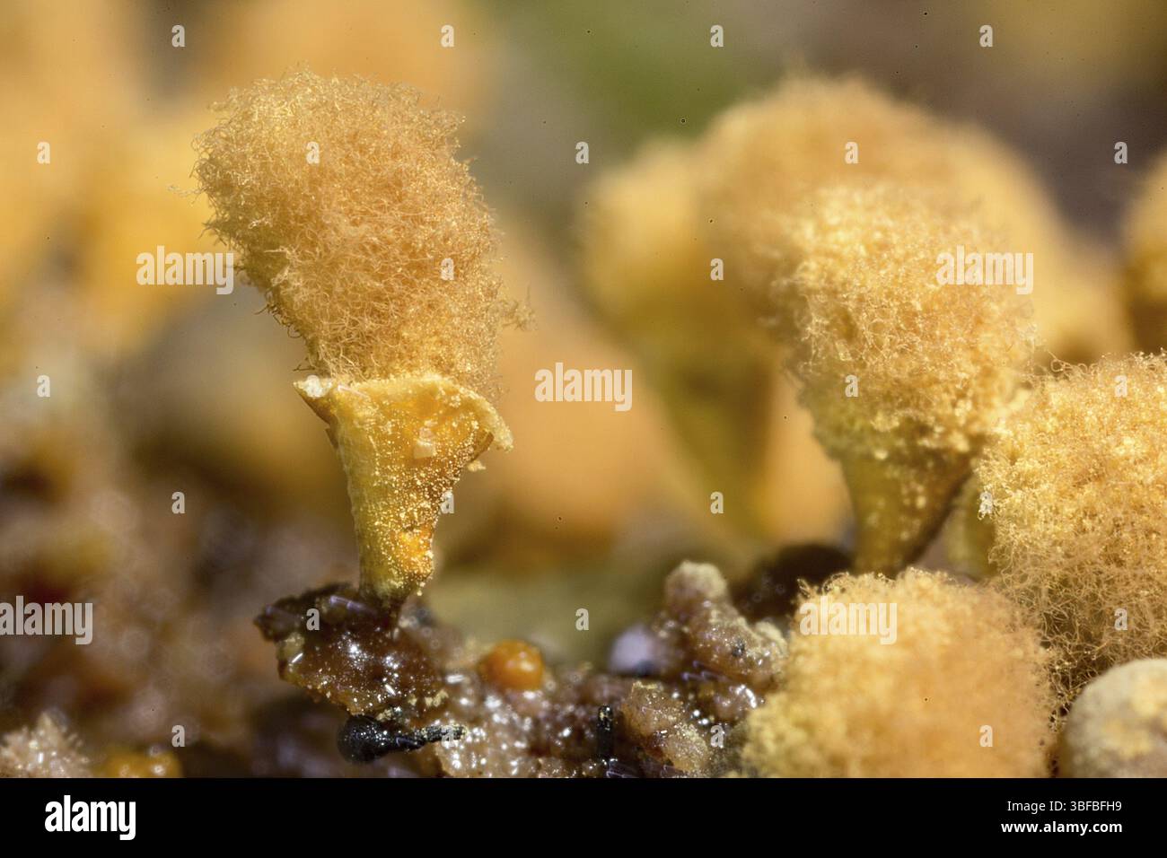 Yellow pseudo-hair duster (Hemitrichia clavata Stock Photo - Alamy