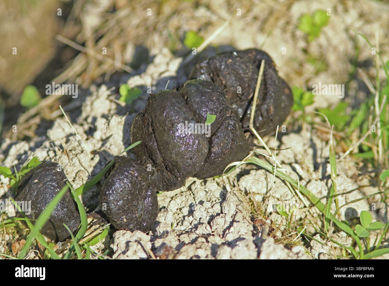 Wild boar faeces droppings Stock Photo - Alamy