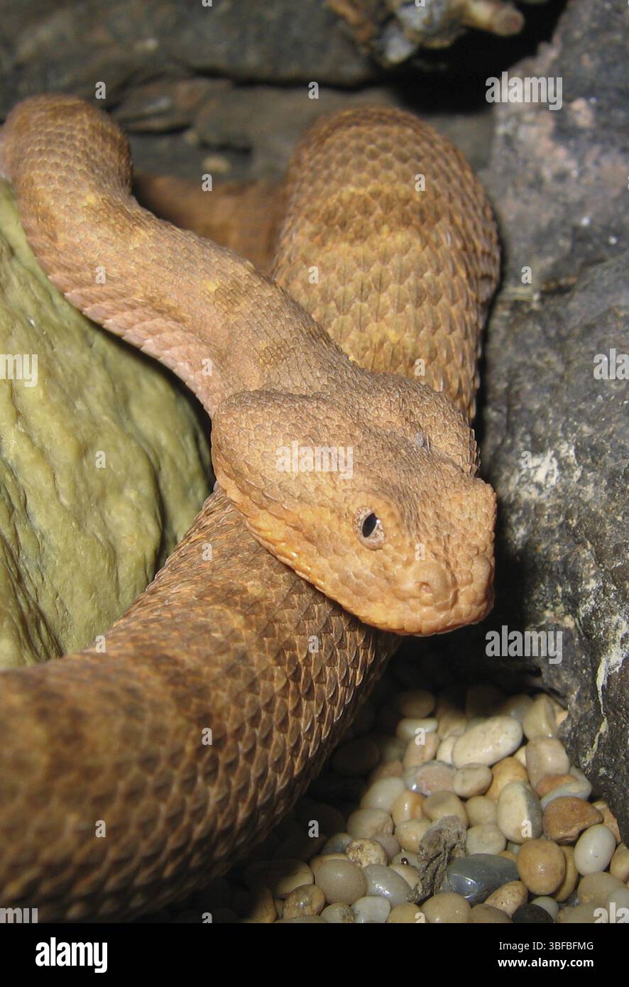 Desert dwarf otter (Bitis xeropaga Stock Photo - Alamy