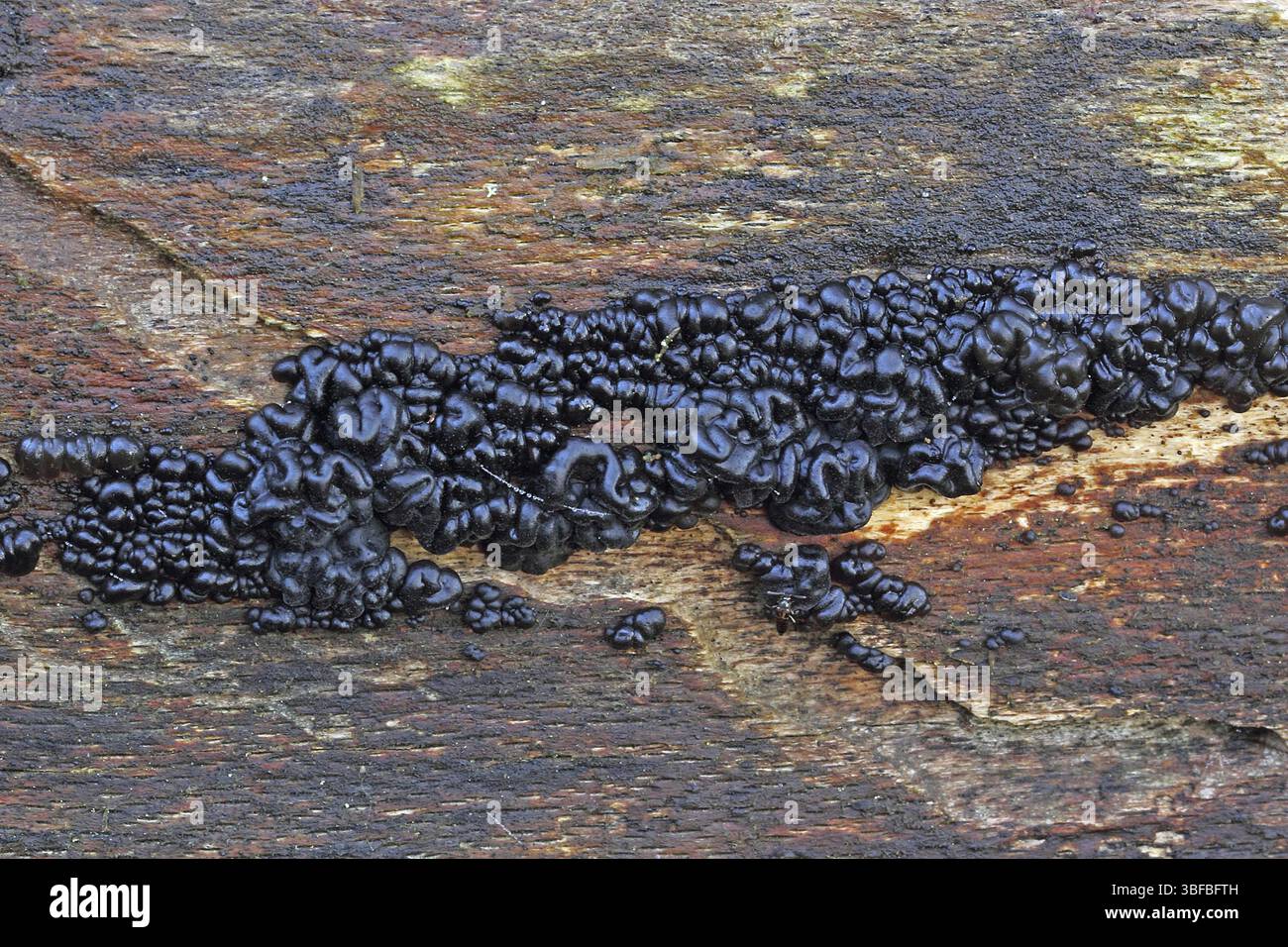 Intersection of botany hi-res stock photography and images - Alamy