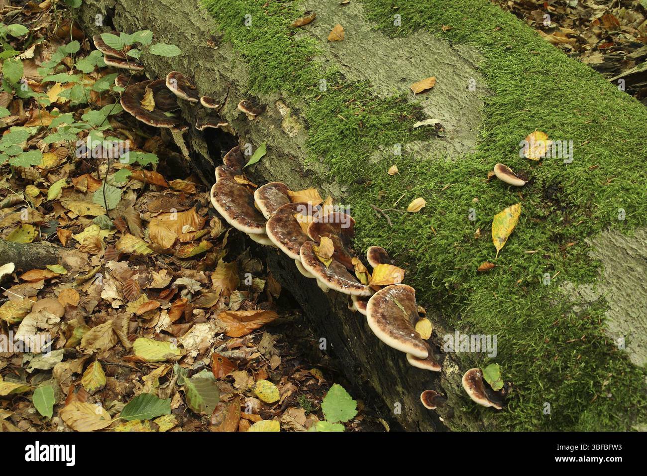 Hardwood resin porling (Ischnoderma resinosum Stock Photo - Alamy
